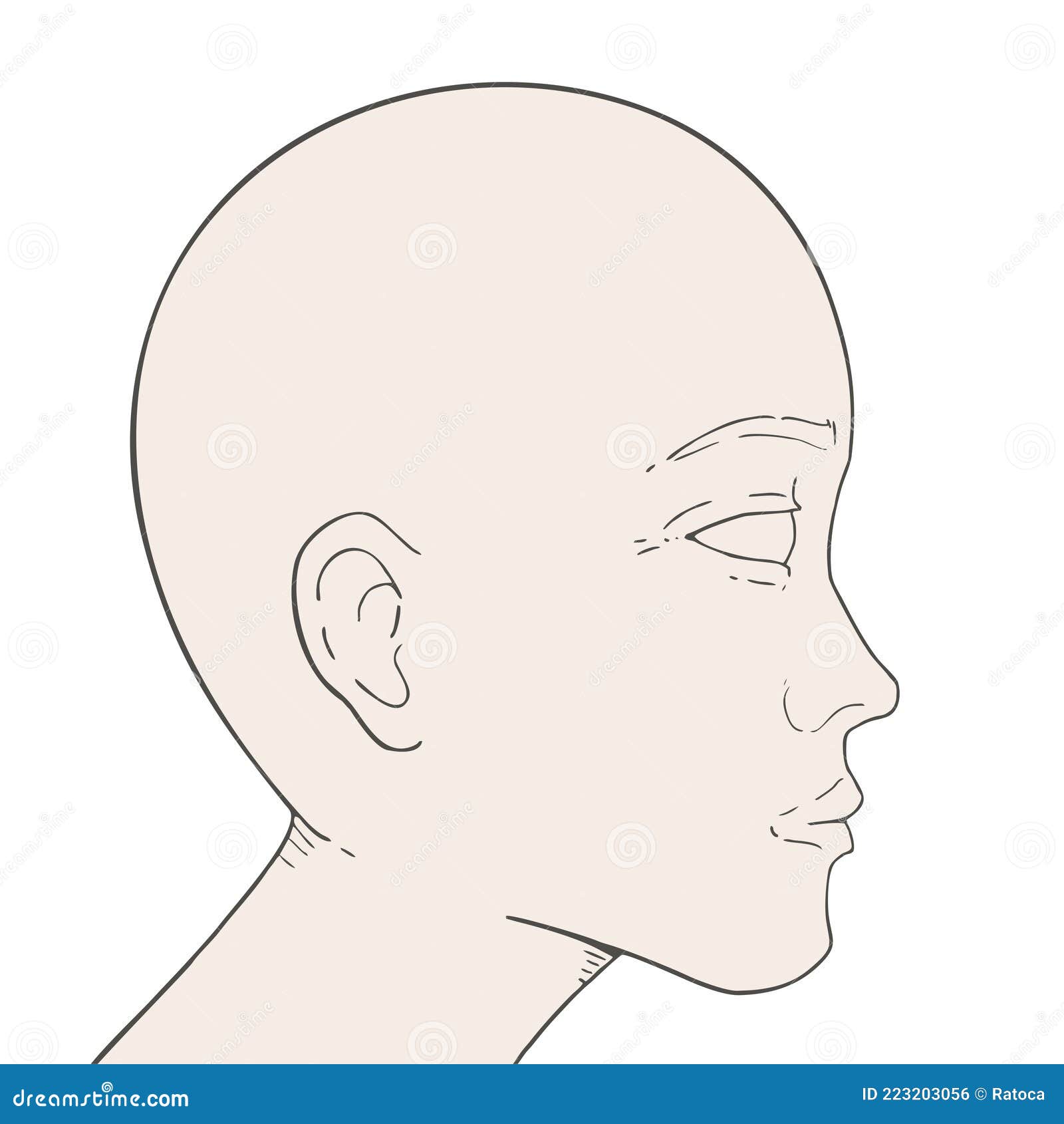 Human bald head draw stock vector. Illustration of proportions - 223203056
