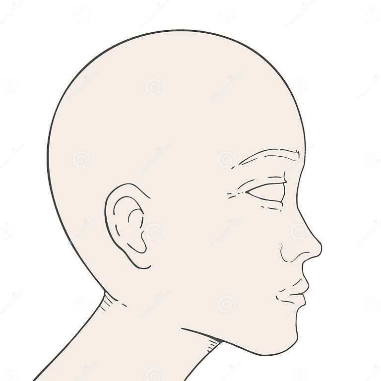Human bald head draw stock vector. Illustration of proportions - 223203056