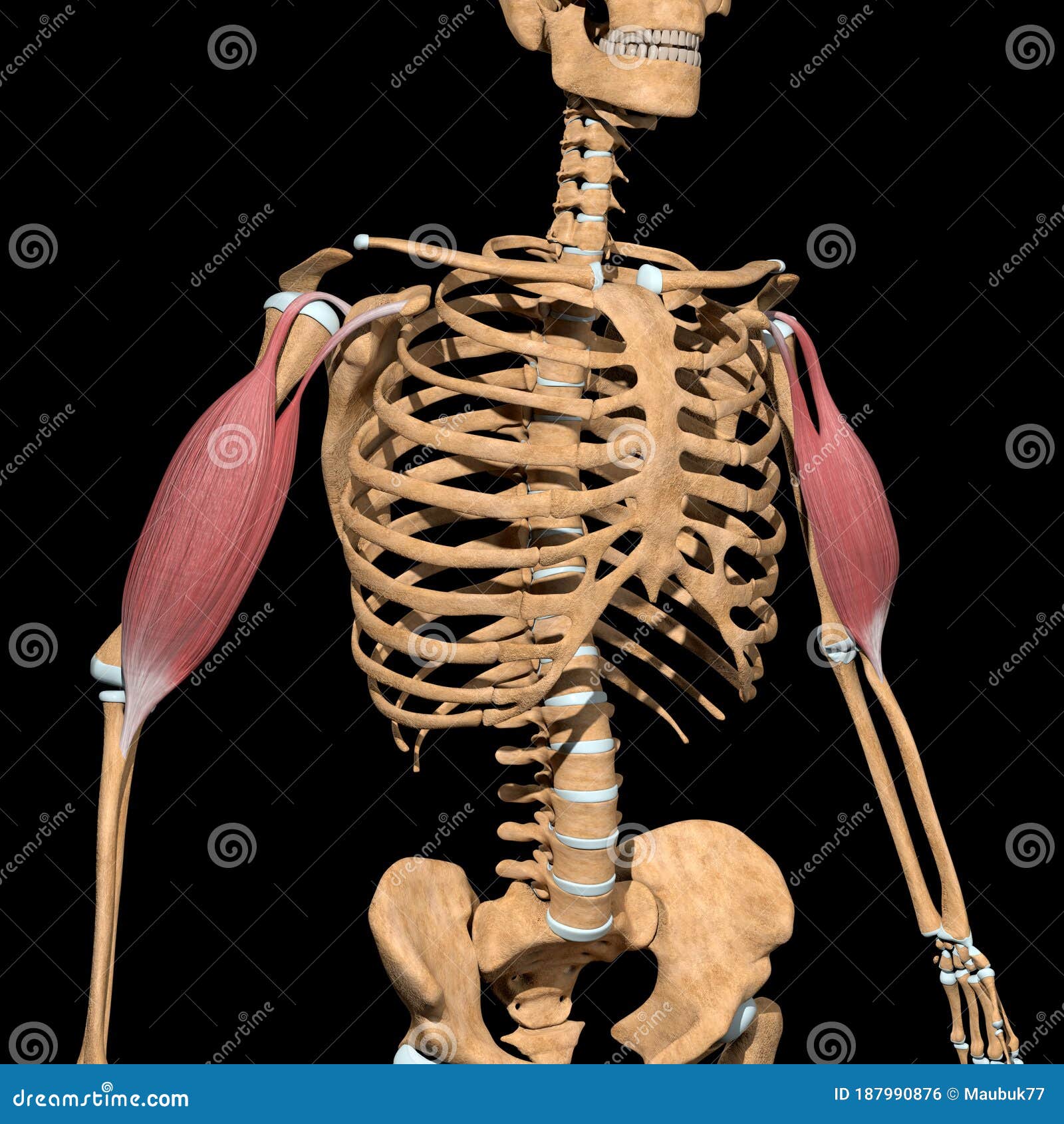 Human Biceps, Icon Cartoon Vector | CartoonDealer.com #261063329