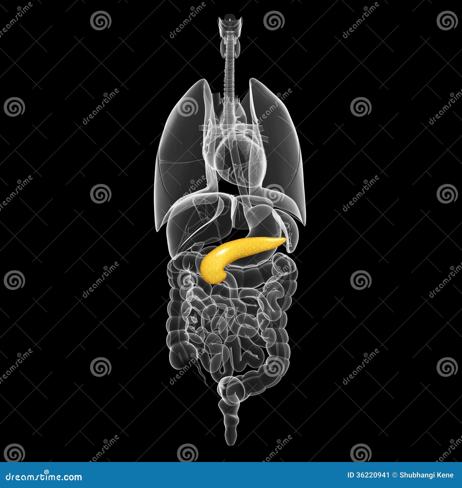 Human Biliary Anatomy in Blue X-ray Stock Illustration - Illustration ...