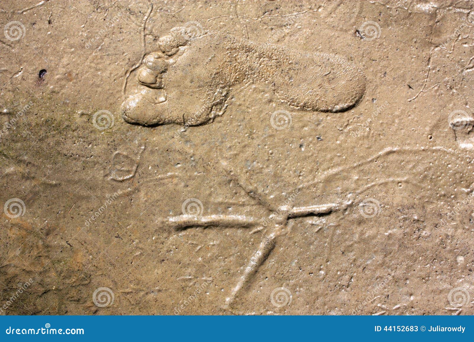 Stork Footprint Stock Photos - Free & Royalty-Free Stock Photos from ...