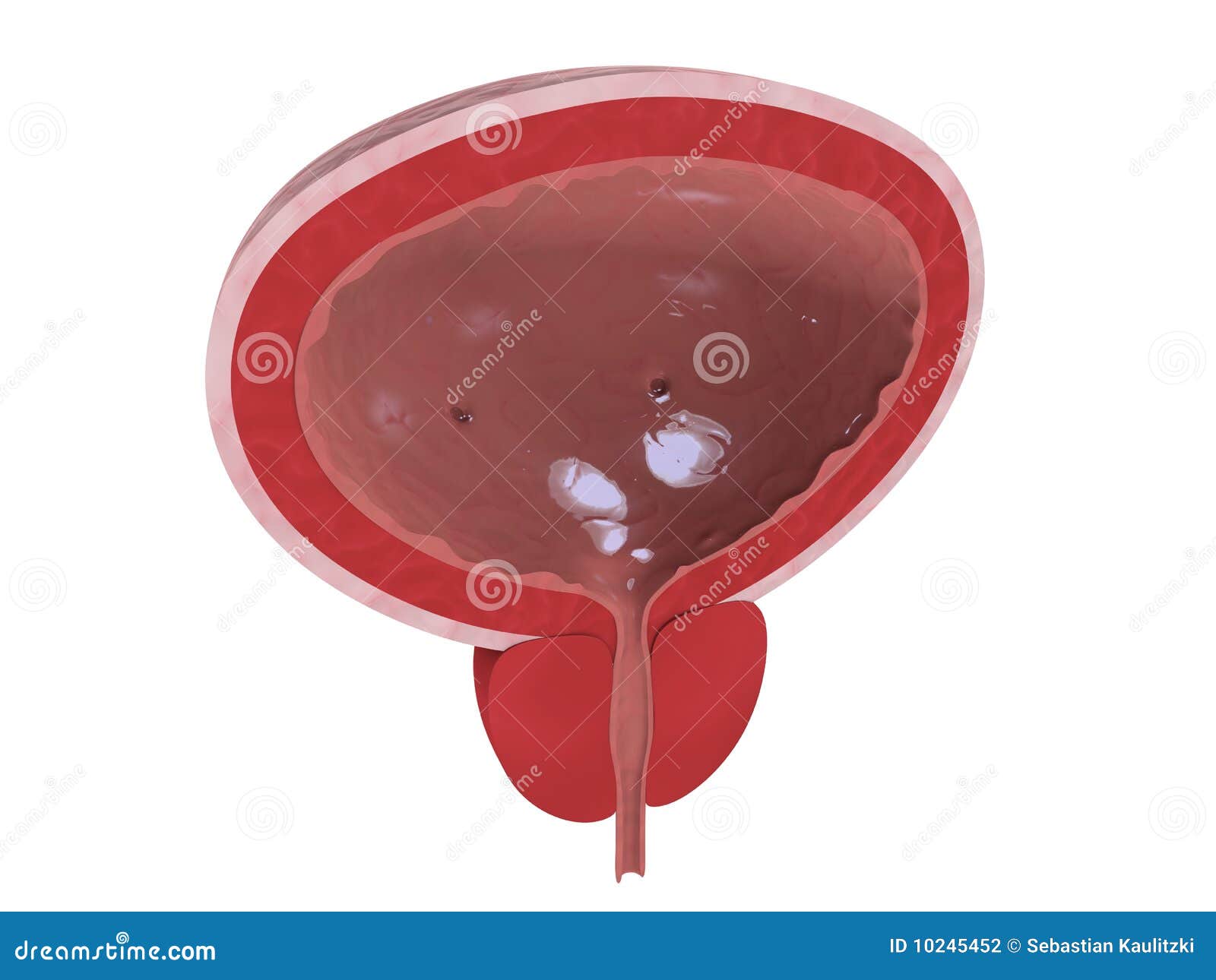 Human Bladder Stock Photography - Image: 10245452