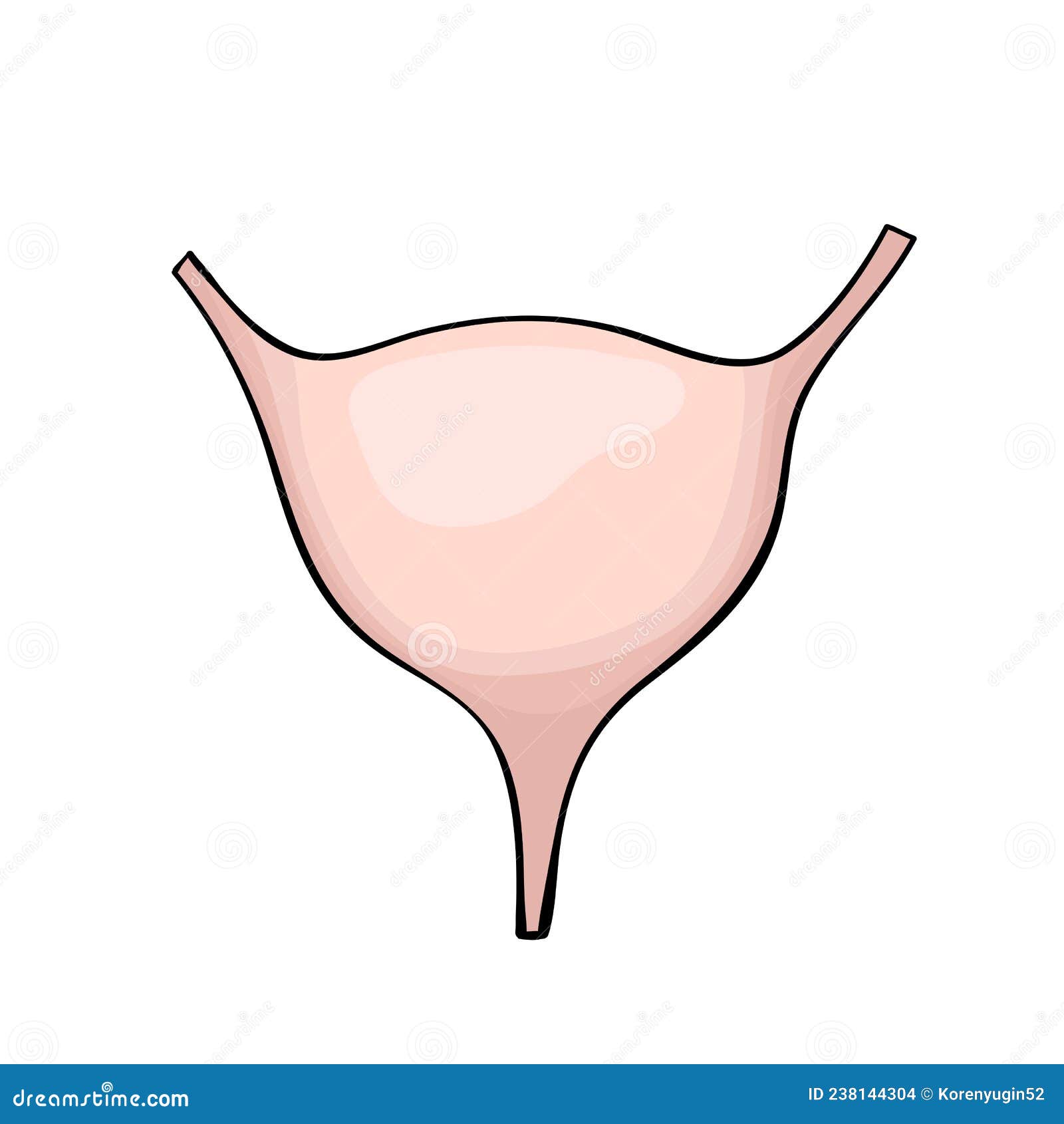 Human Bladder in Cartoon Style for Medical Design Stock Illustration ...