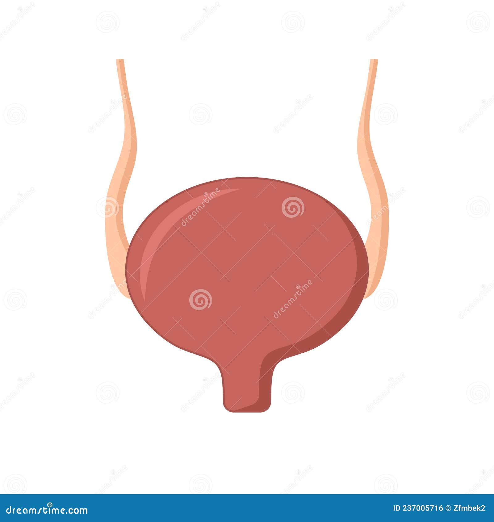 Bladder Isolated On White Background With Urine Color Grading. Urine ...
