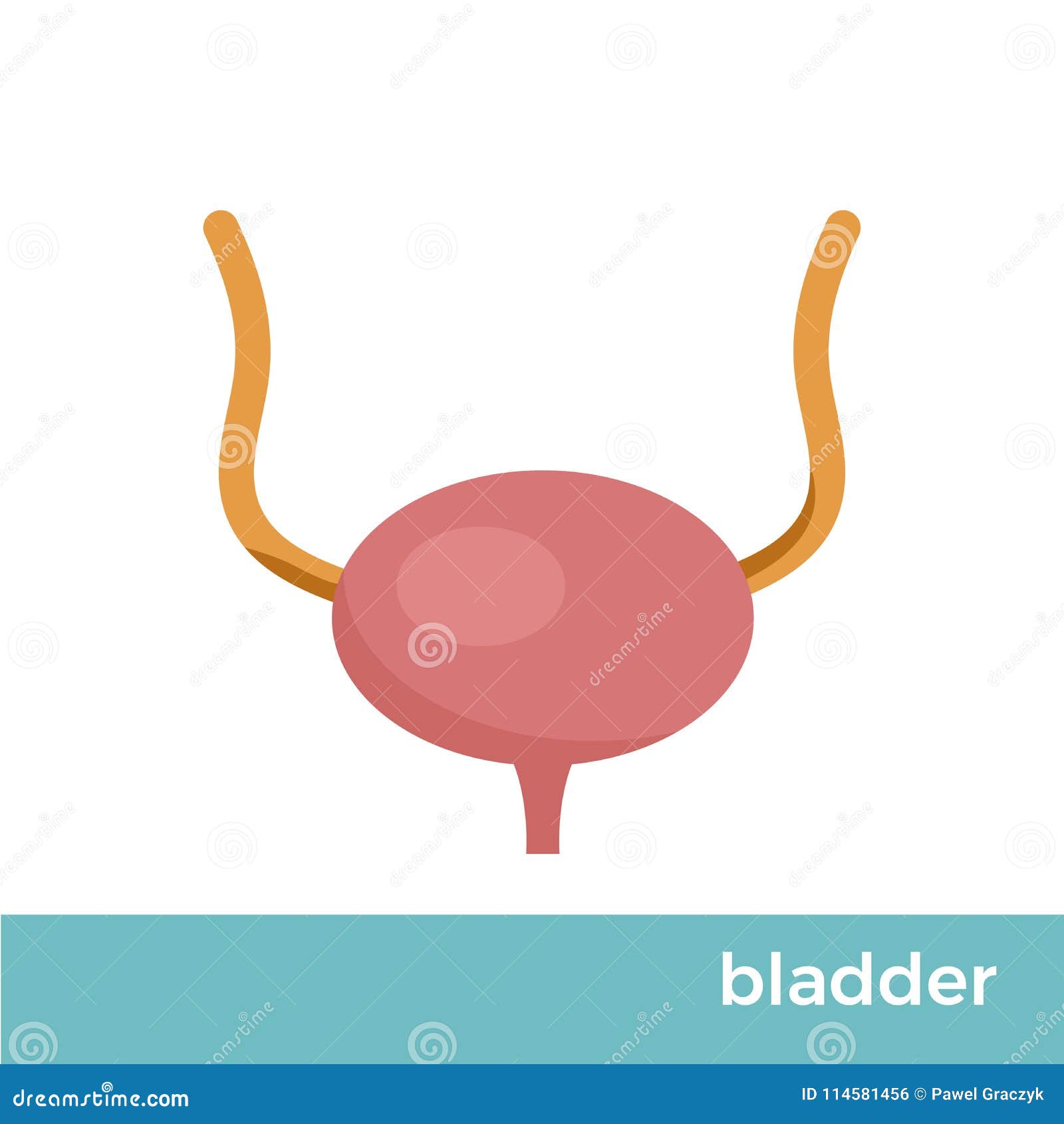Human Bladder Vector Format Illustration Stock Vector - Illustration of ... Human Bladder Vector Format Illustration Stock Vector - Illustration of ...