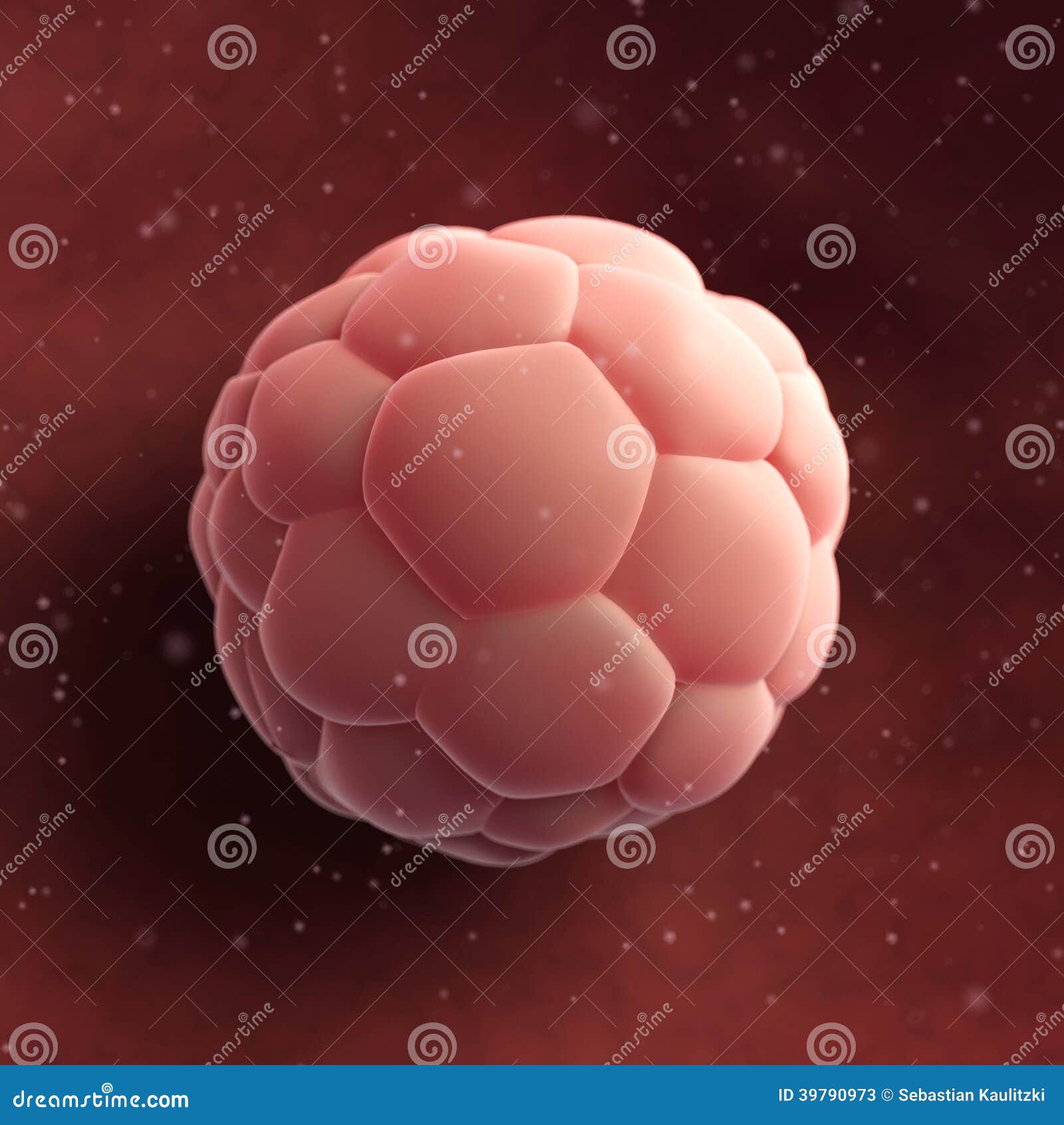Human Blastocyst - Close Up Stock Illustration - Illustration of cell ...