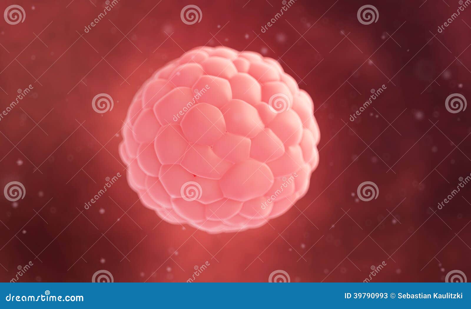 Anatomy Of A Blastocyst. A Distinctive Stage Of A Mammalian Embryo ...