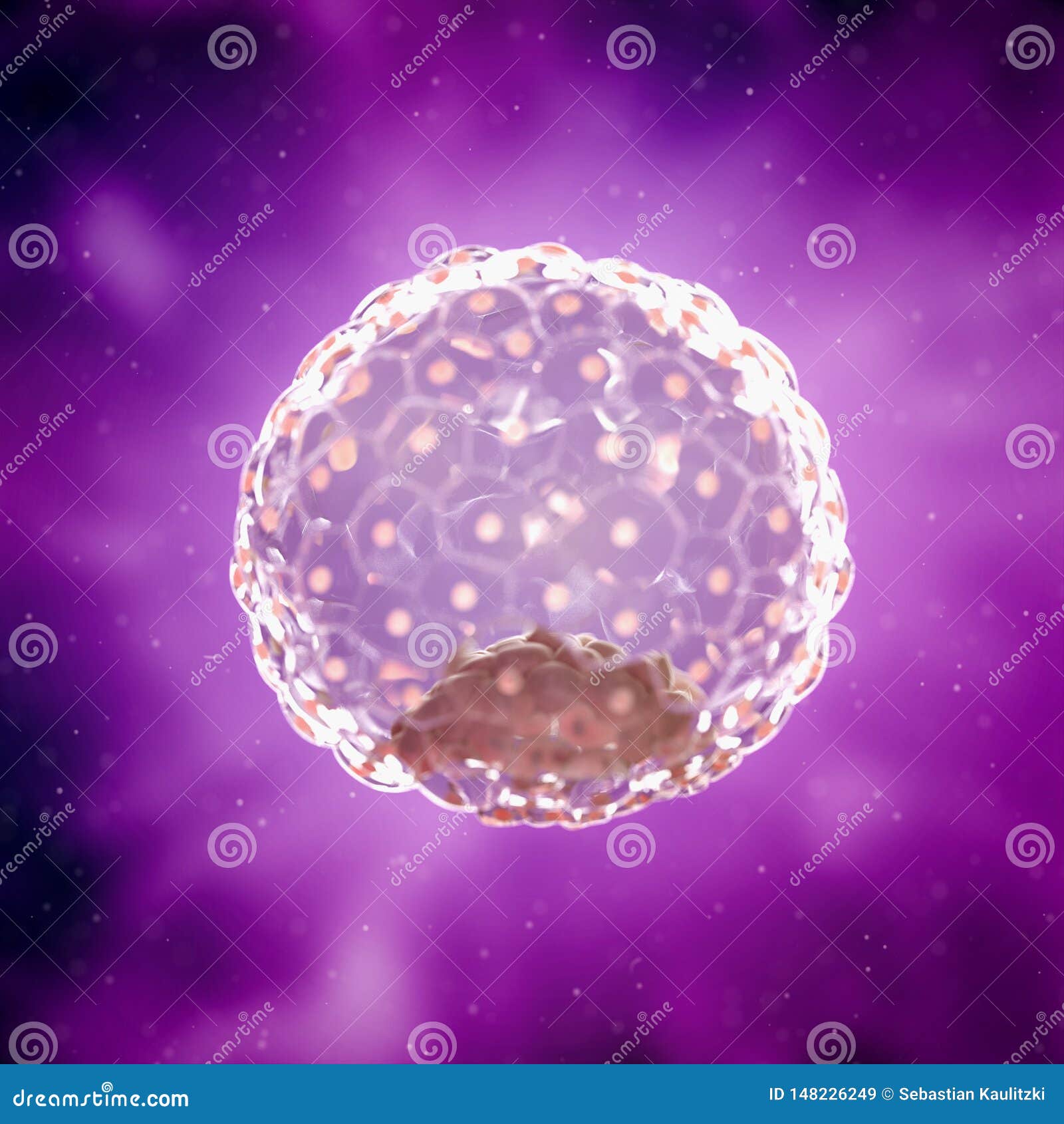 A human blastocyst stock illustration. Illustration of stem - 148226249
