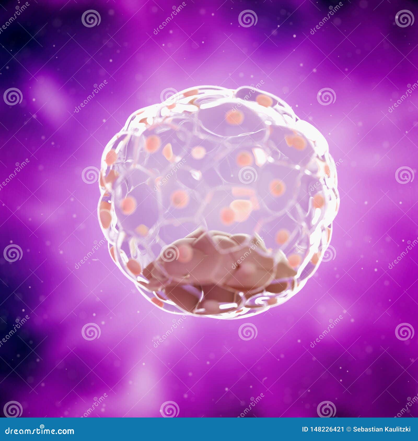 A human blastocyst stock illustration. Illustration of morula - 148226421