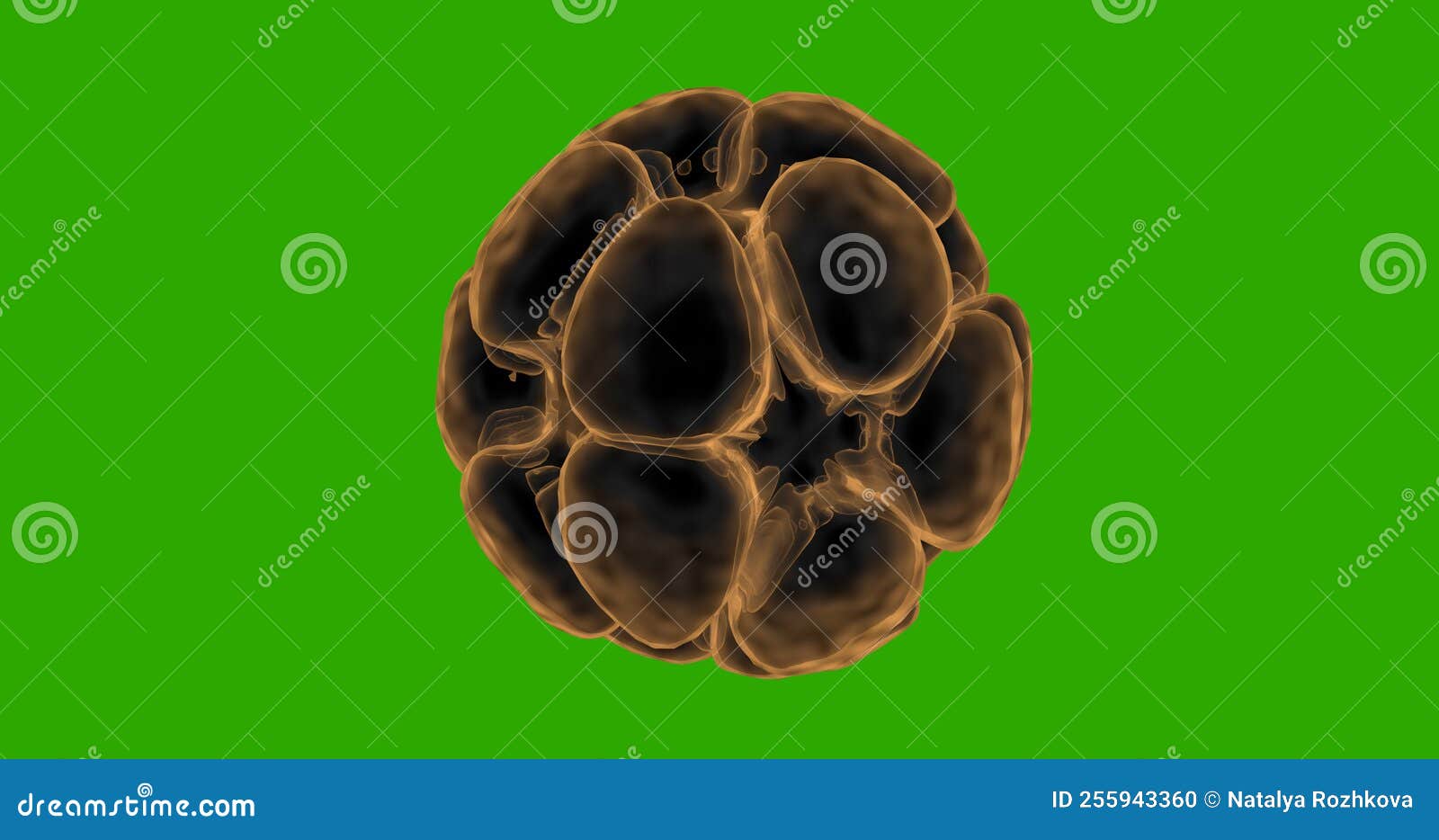 Human Blastocyst Egg Embryos 3D. Stock Illustration - Illustration of ...