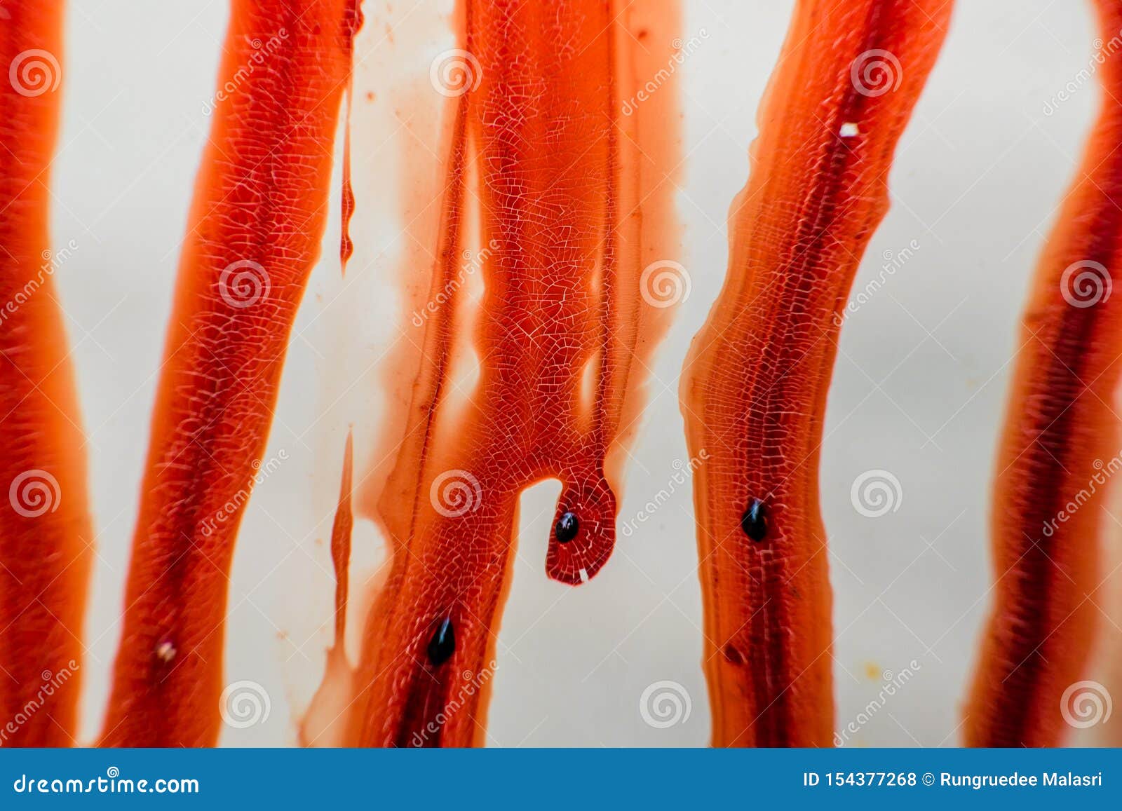 Human blood background stock photo. Image of equipment - 154377268