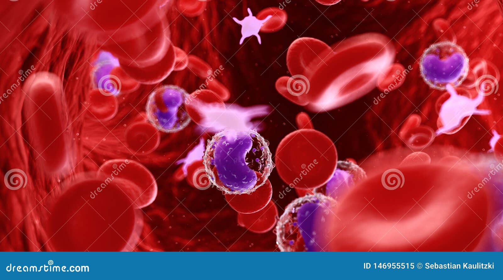 The Human Blood Cells and Lymphocytes Stock Illustration - Illustration ...