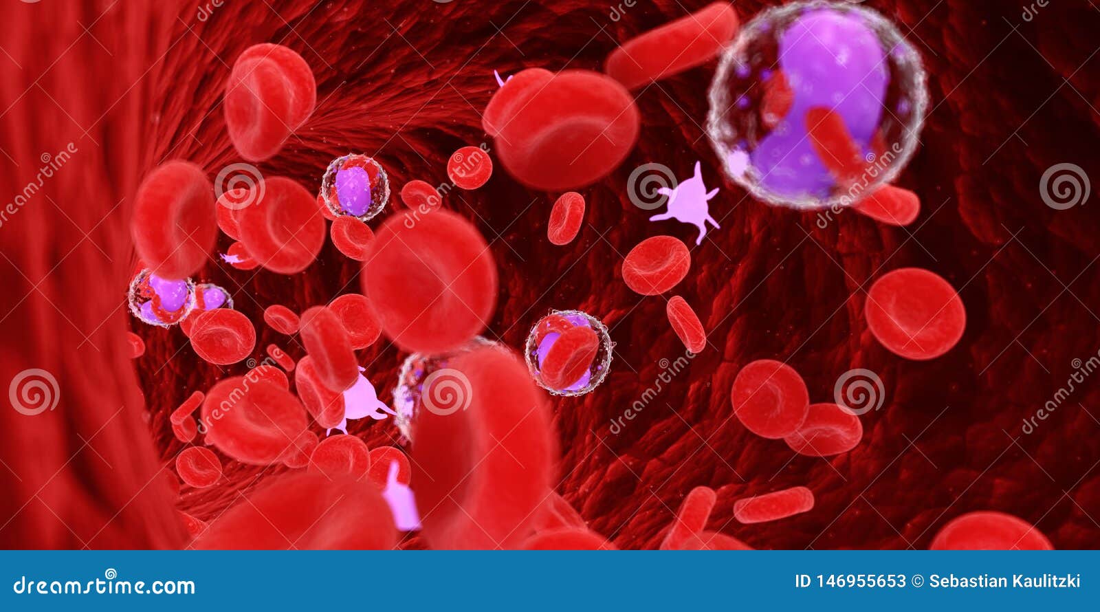 The Human Blood Cells and Lymphocytes Stock Illustration - Illustration ...