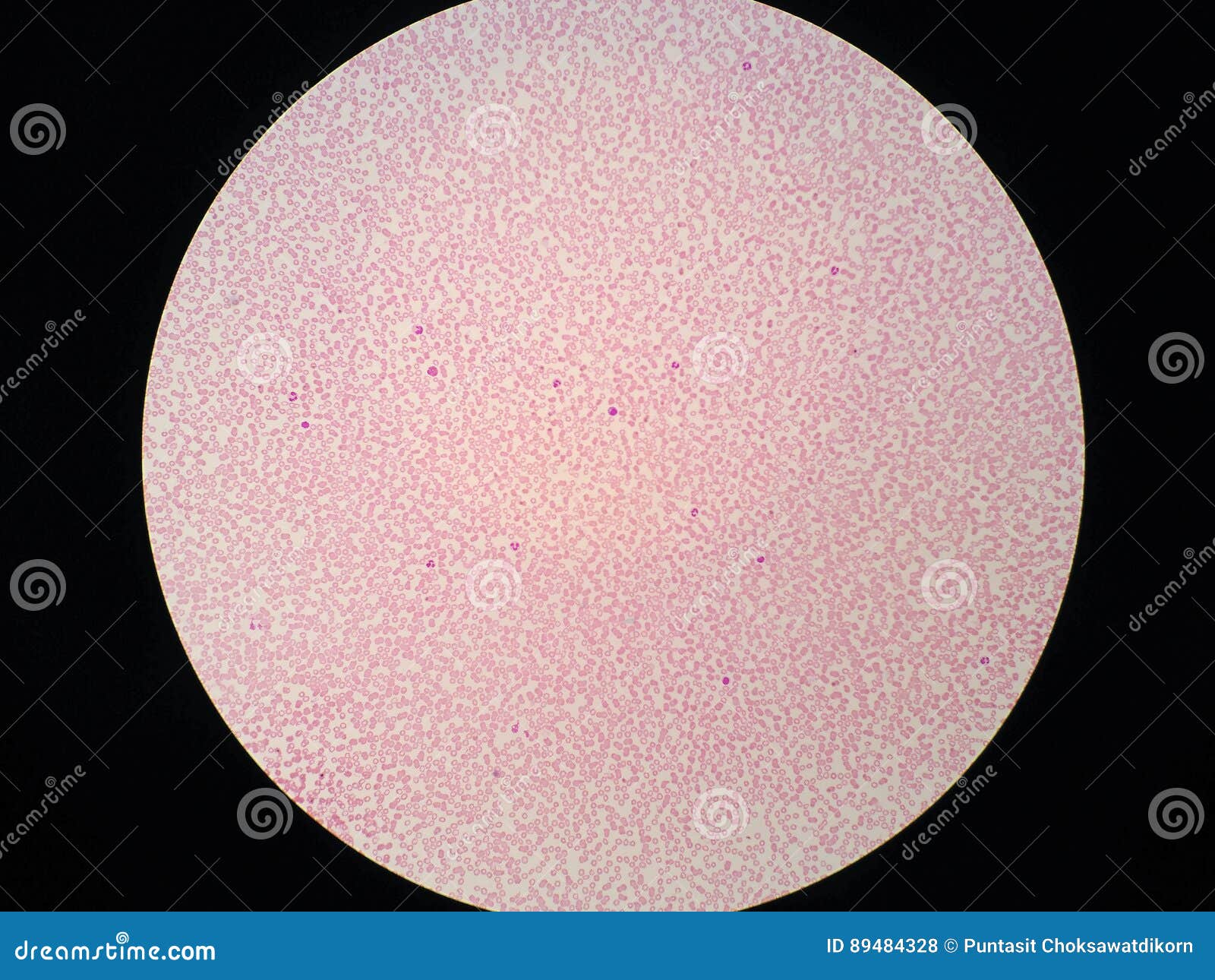 Human blood cells stock photo. Image of biology, micro - 89484328