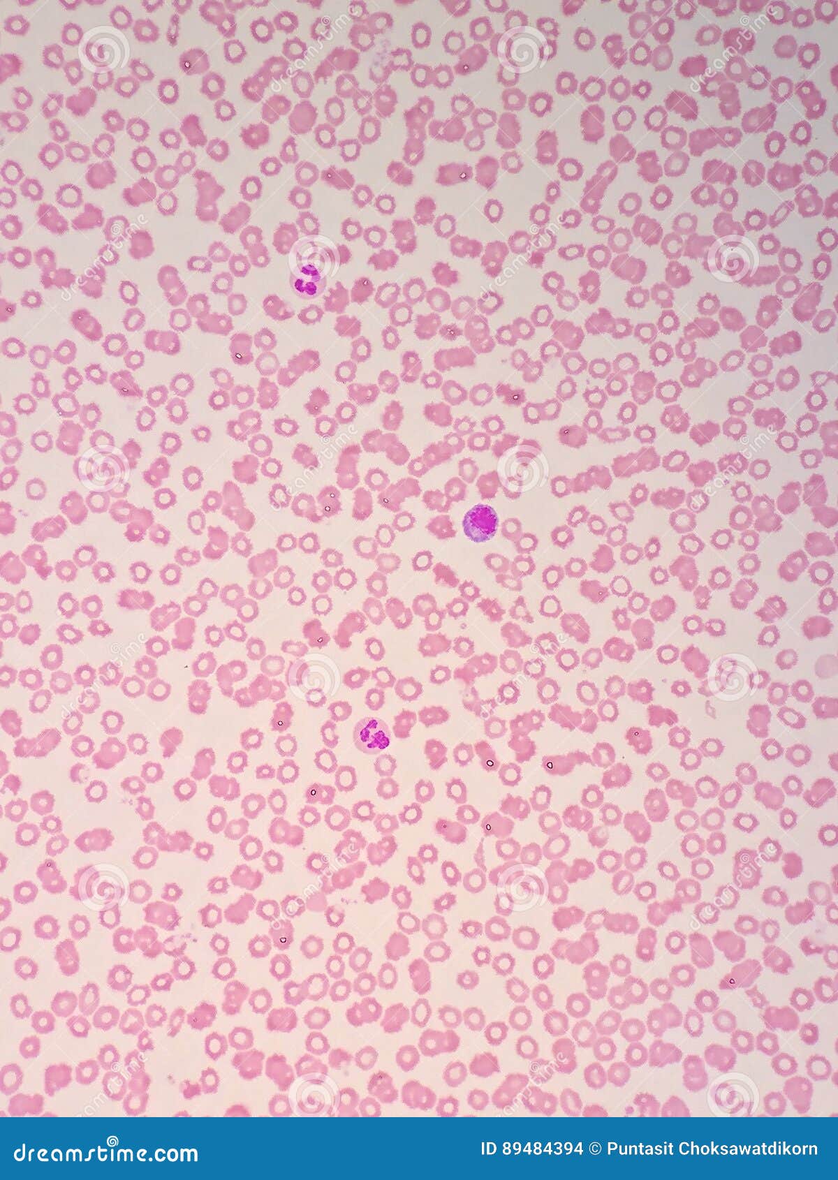 Human blood cells stock illustration. Illustration of flow - 89484394