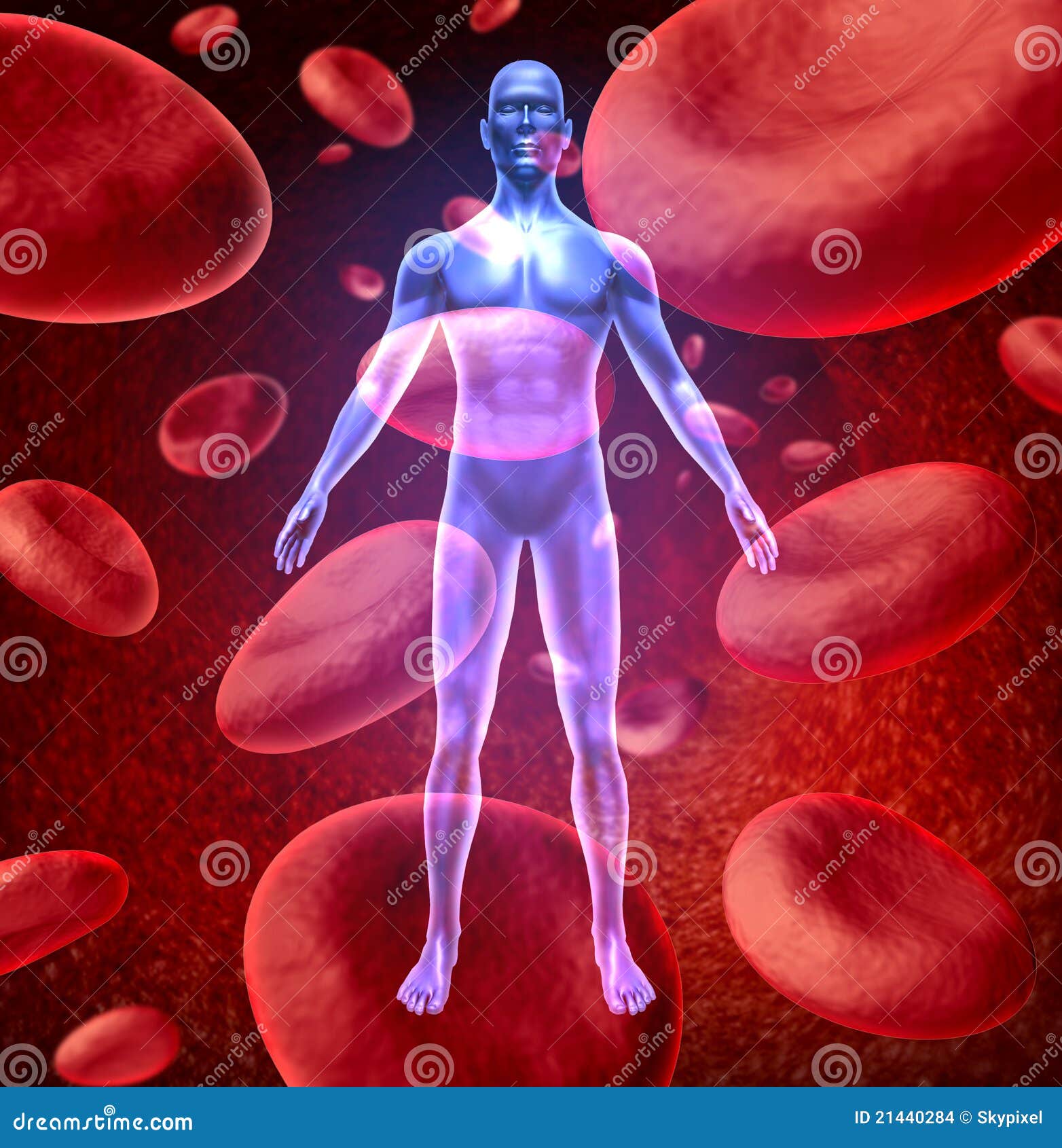 Human Blood Vessel With Red Blood Cells. Blood Vein With Macro ...