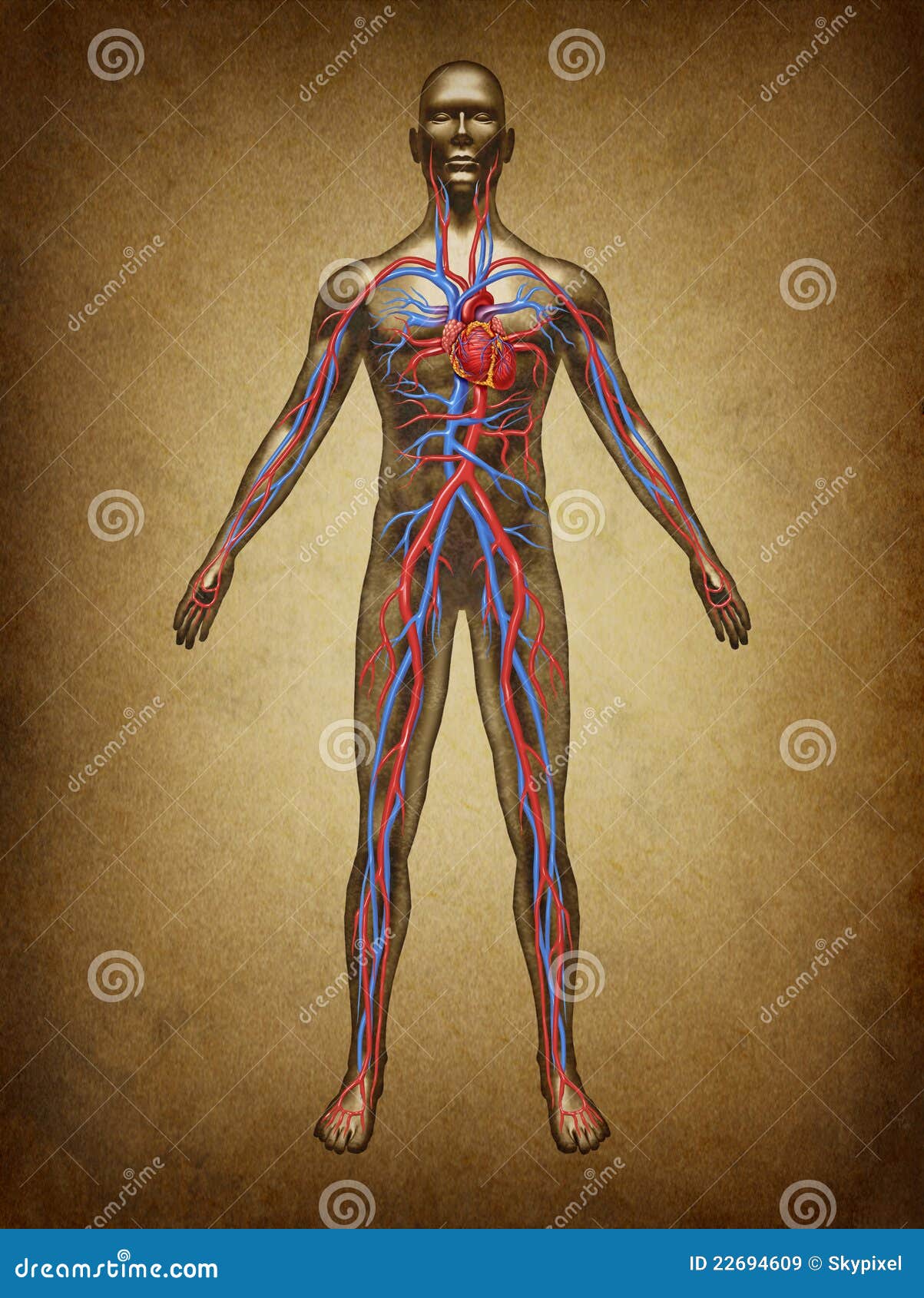 Human Blood Ph Range. Cartoon Vector | CartoonDealer.com #227923941