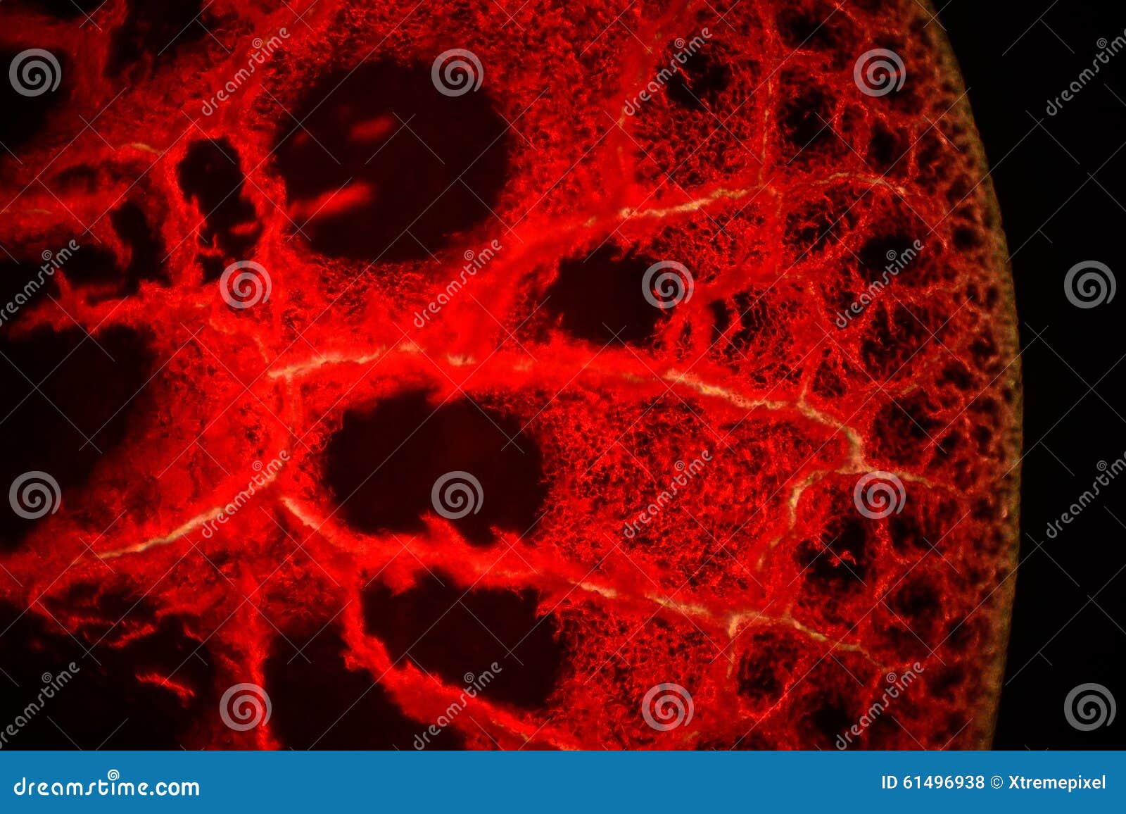 Human Blood stock photo. Image of view, science, blood - 61496938