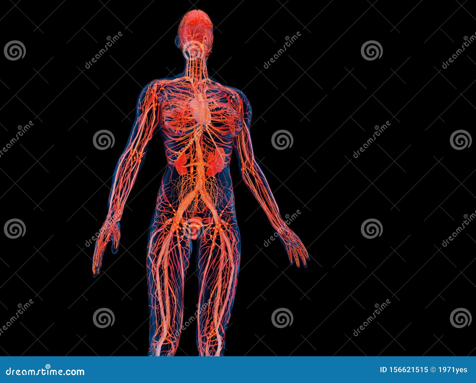 The human blood system stock illustration. Illustration of pain - 156621515