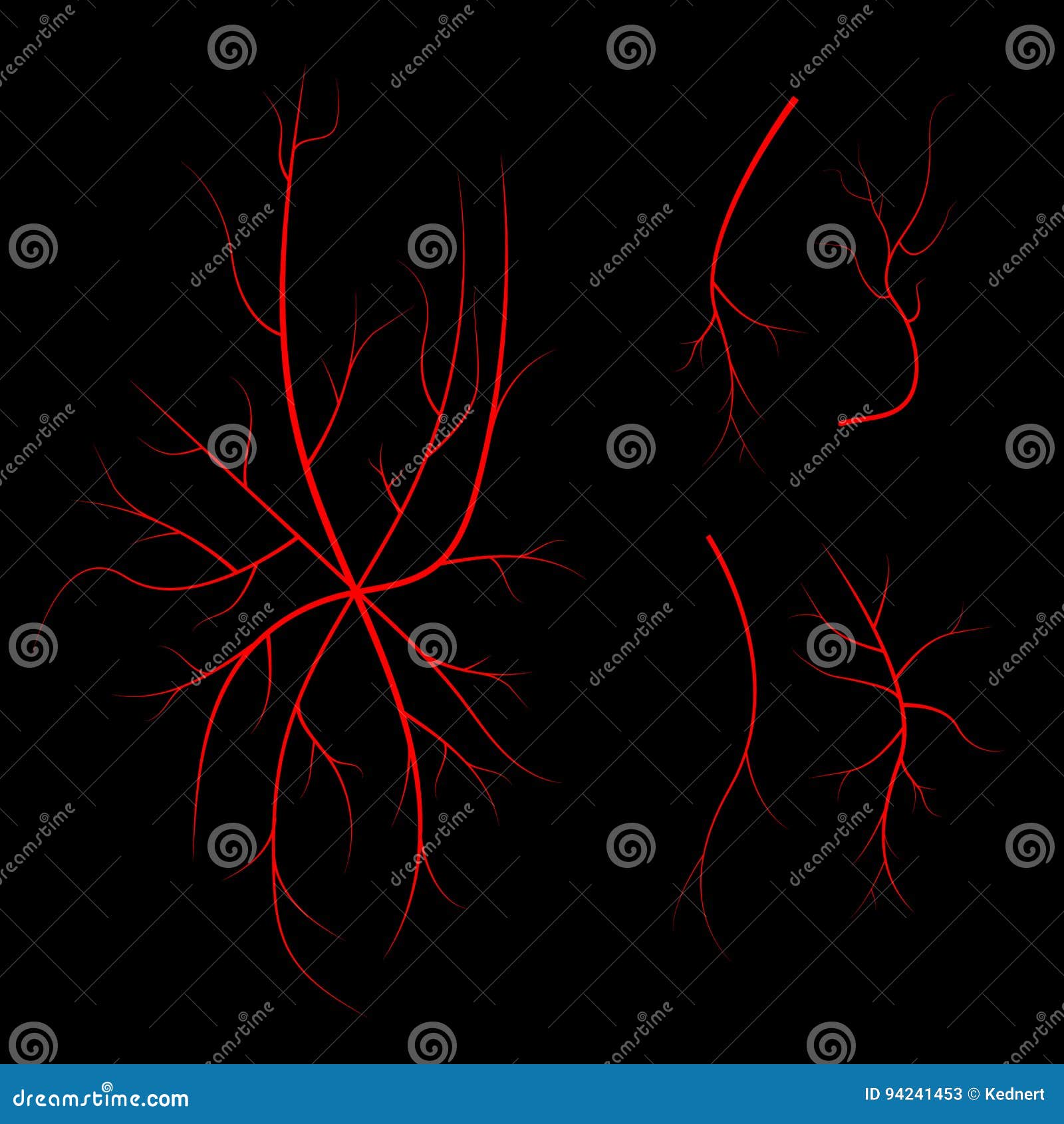 Human Blood Veins, Red Vessels Stock Vector - Illustration of ...