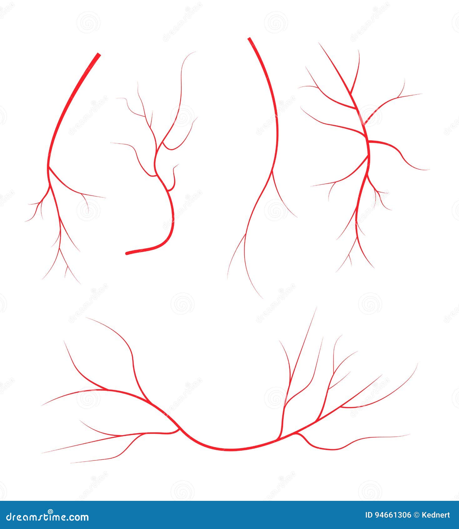 Human Blood Veins, Red Vessels on Black Background Stock Vector ...