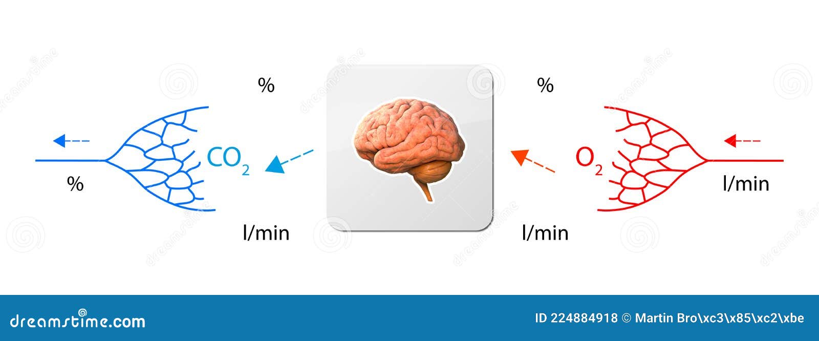Human Bloodstream -brain, Didactic Board of Anatomy of Blood System of ...