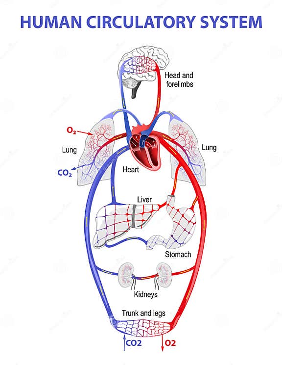 Human bloodstream stock vector. Illustration of digestive - 71321048