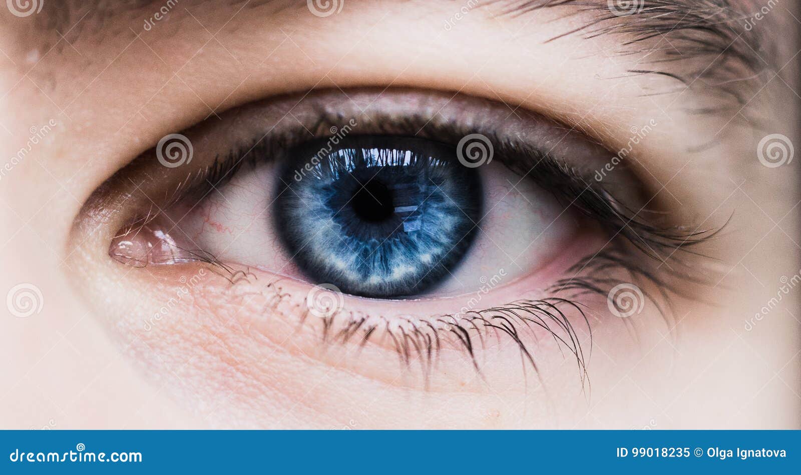 Human blue eye stock image. Image of adult, caucasian - 99018235