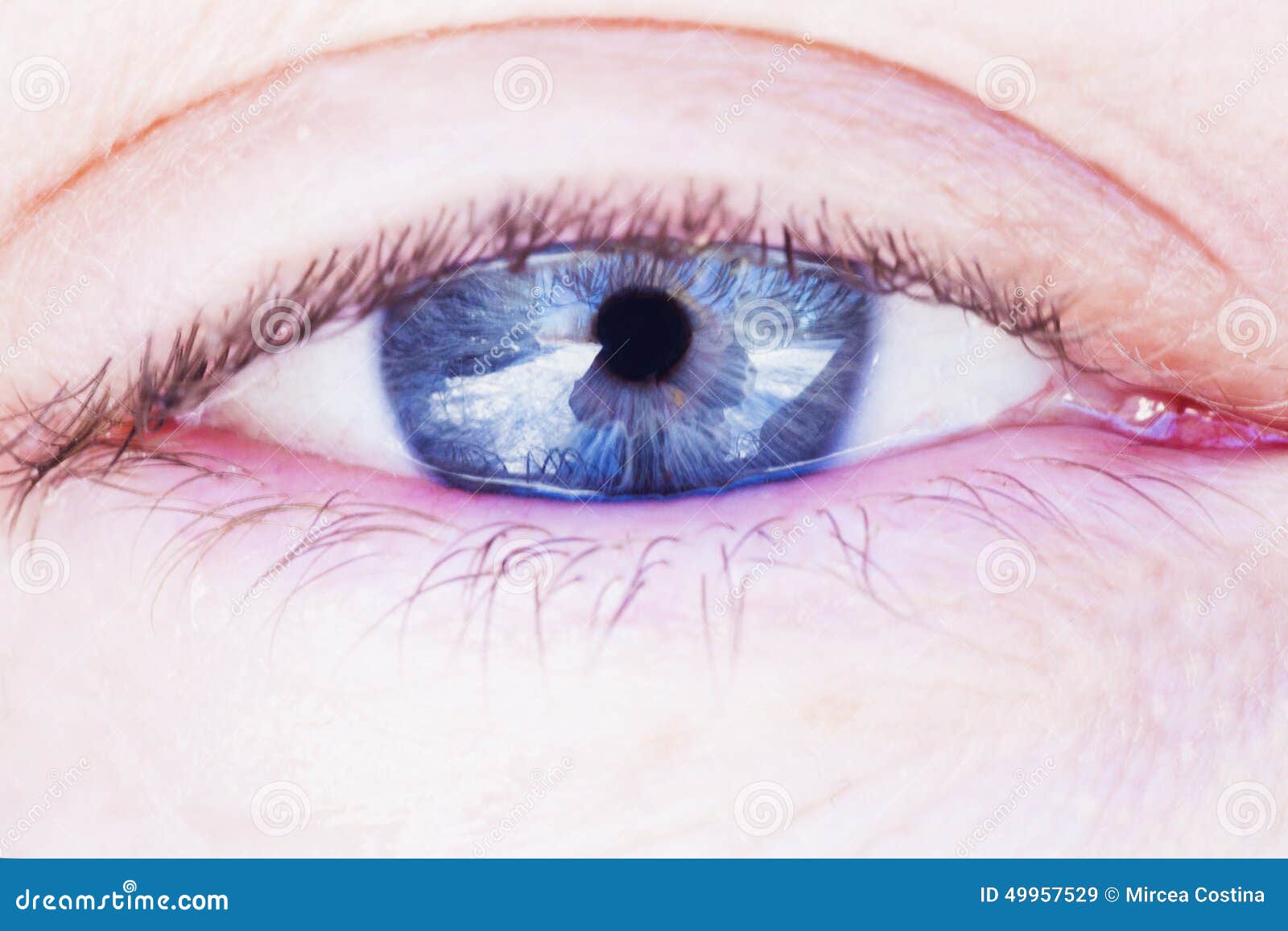 Human blue eye stock image. Image of woman, mirceax, animal - 49957529