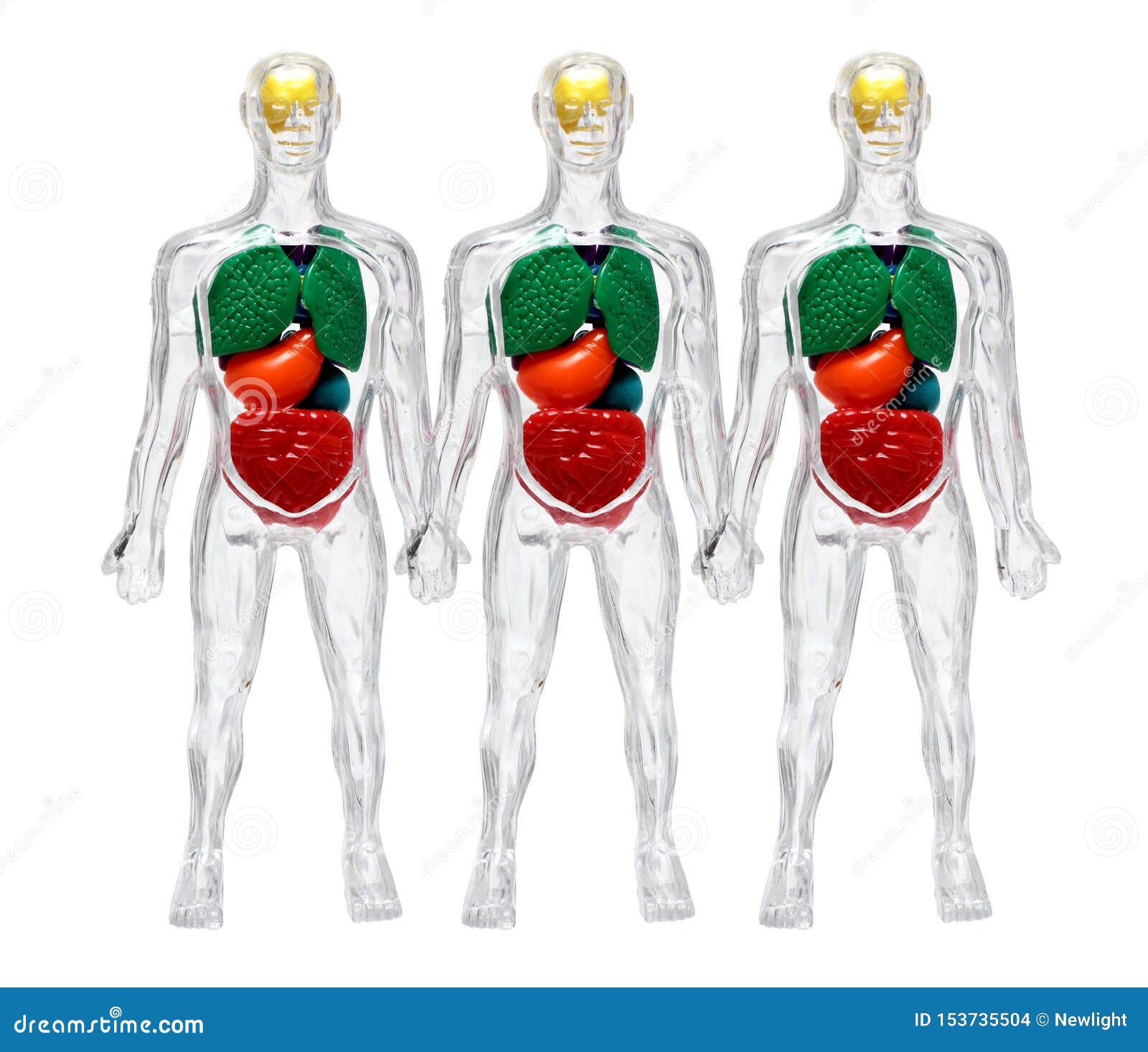 Human Bodies stock photo. Image of intestines, still - 153735504