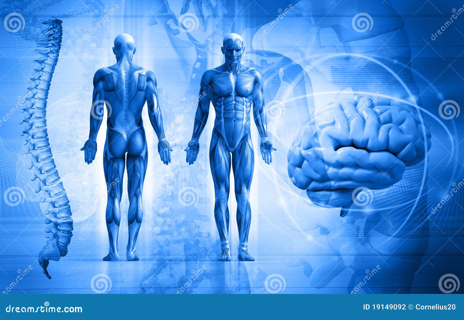 Human body stock illustration. Illustration of human - 19149092