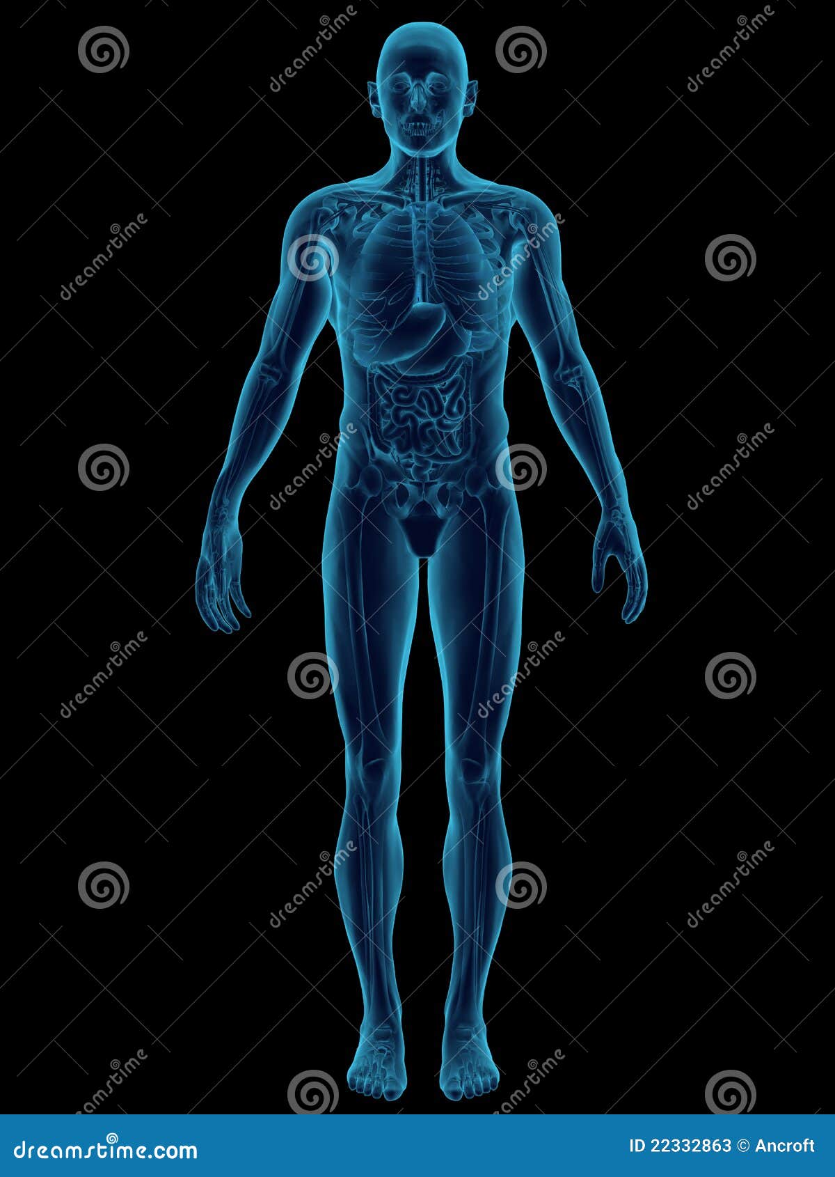 Human Body stock illustration. Illustration of skeleton - 22332863
