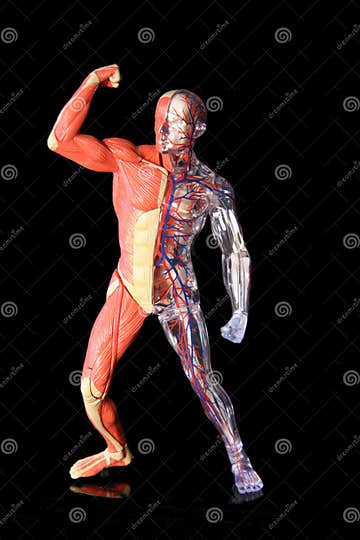 Human body stock photo. Image of musculature, motor, anatomically - 2510366