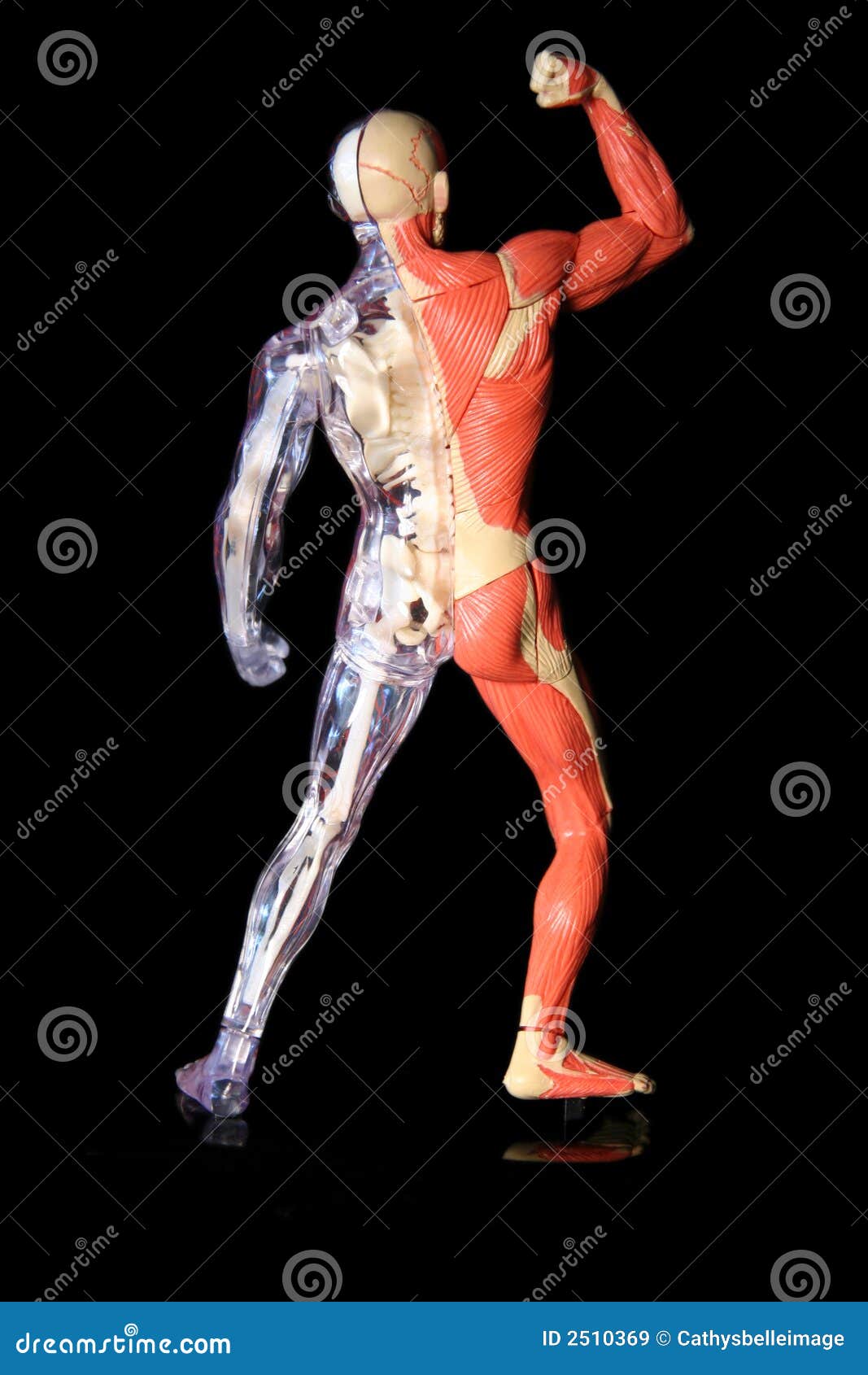 Human body stock image. Image of healthy, biology, bodily - 2510369