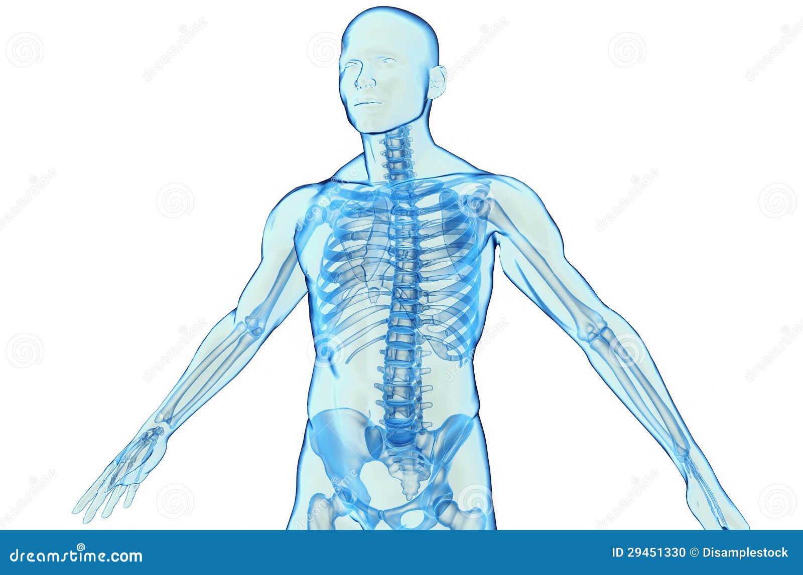 Human Body stock illustration. Illustration of blue, natural - 29451330
