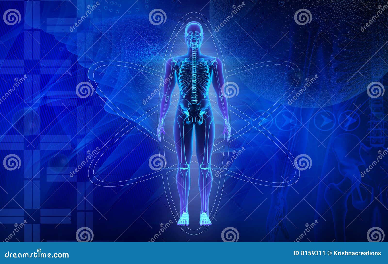 [DIAGRAM] Diagram Of Boday - WIRINGSCHEMA.COM