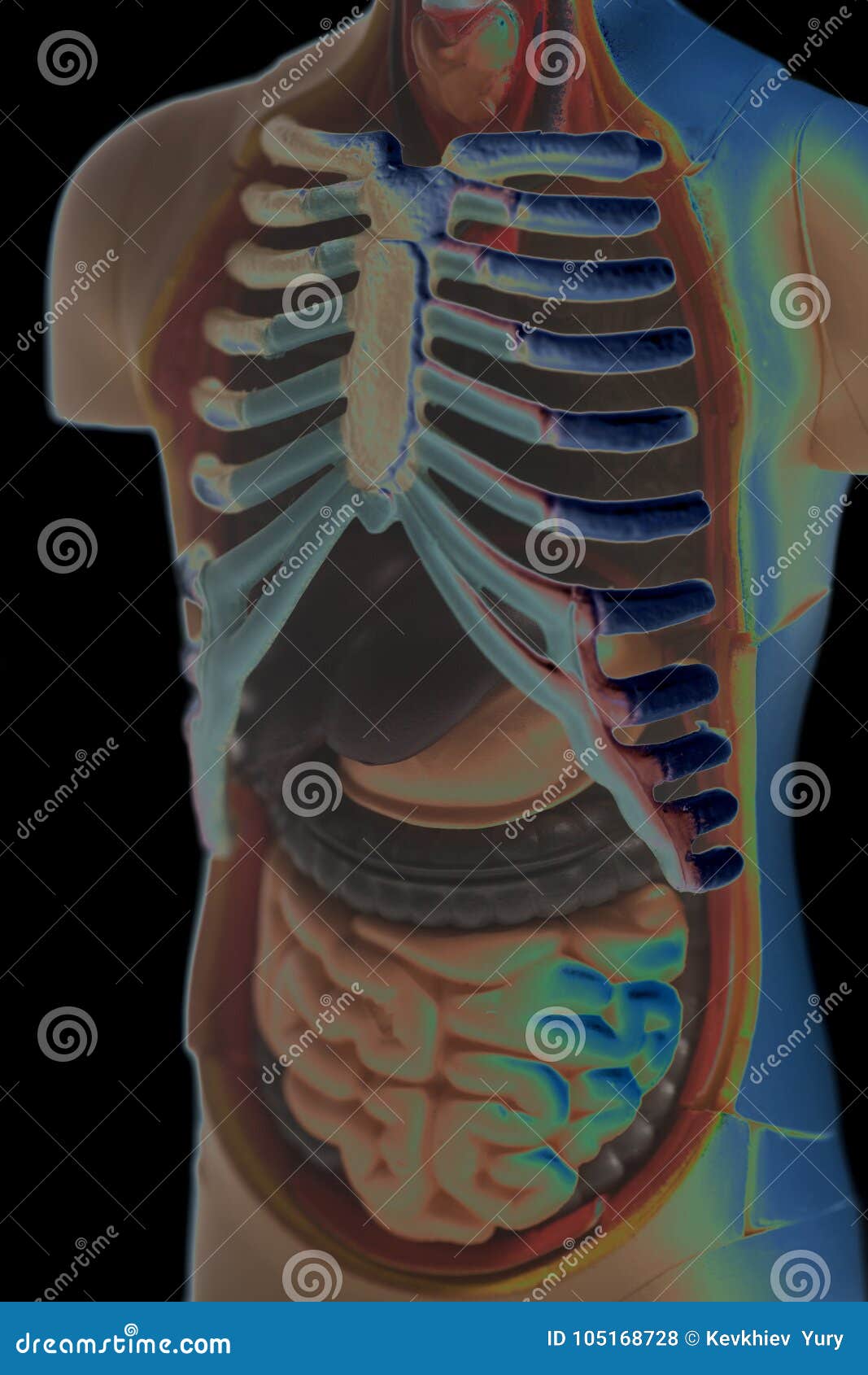 Human Body Anatomy Model stock illustration. Illustration of biology ...