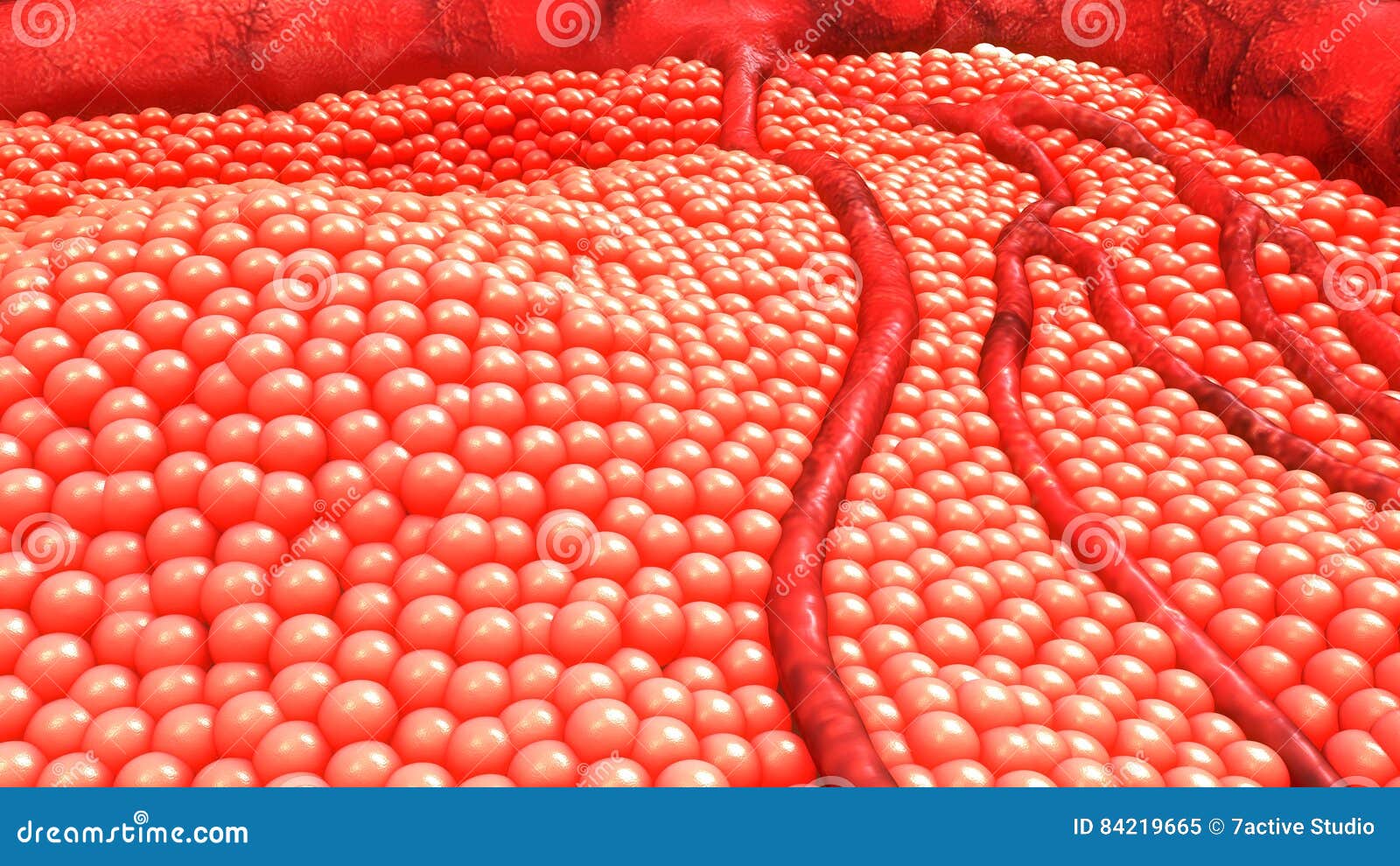 Human Body Cells stock image. Image of biology, nucleolus - 84219665