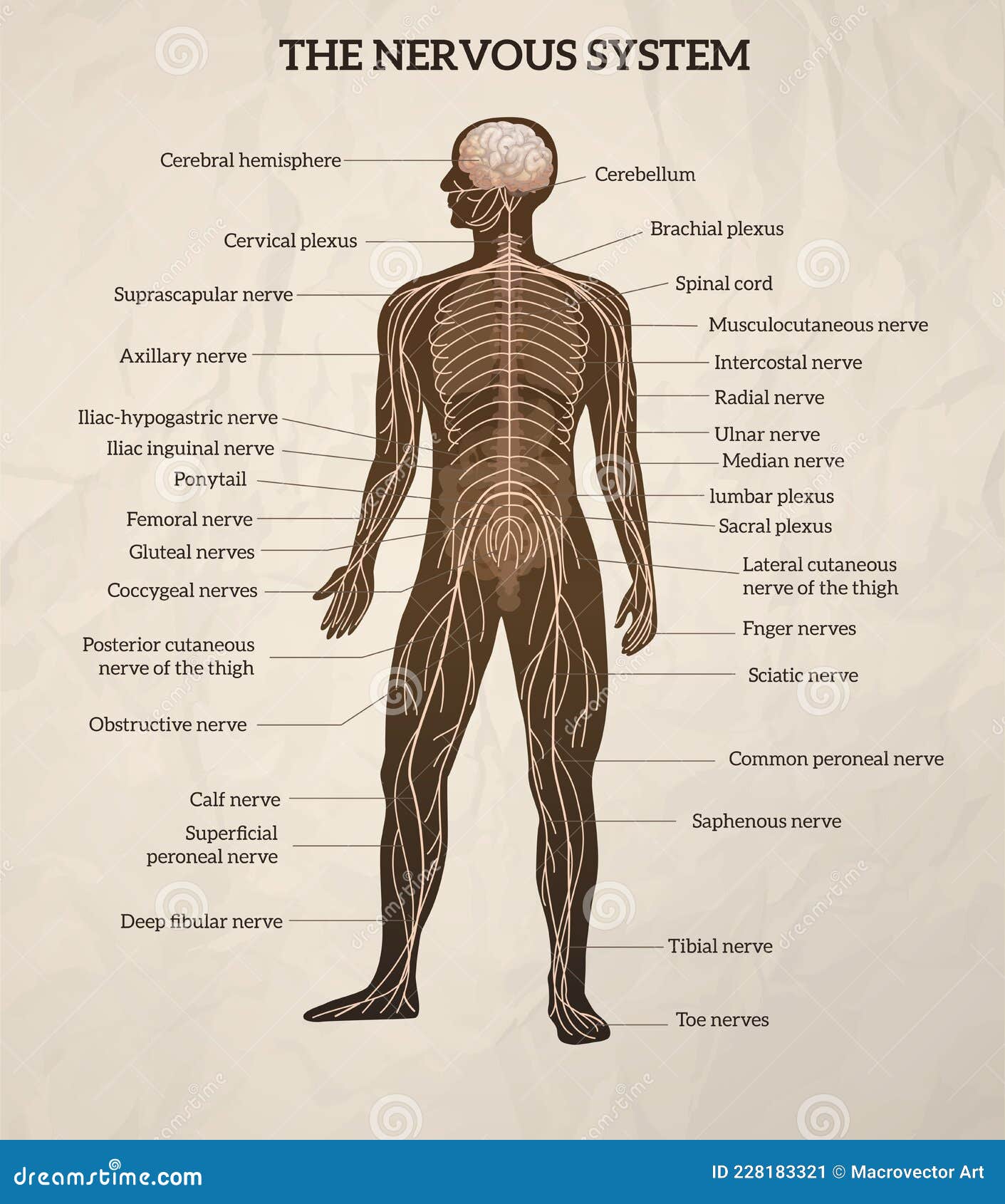 Human Body Central Brain Spinal Cord and Peripheral Nervous System ... Human Body Central Brain Spinal Cord and Peripheral Nervous System ...