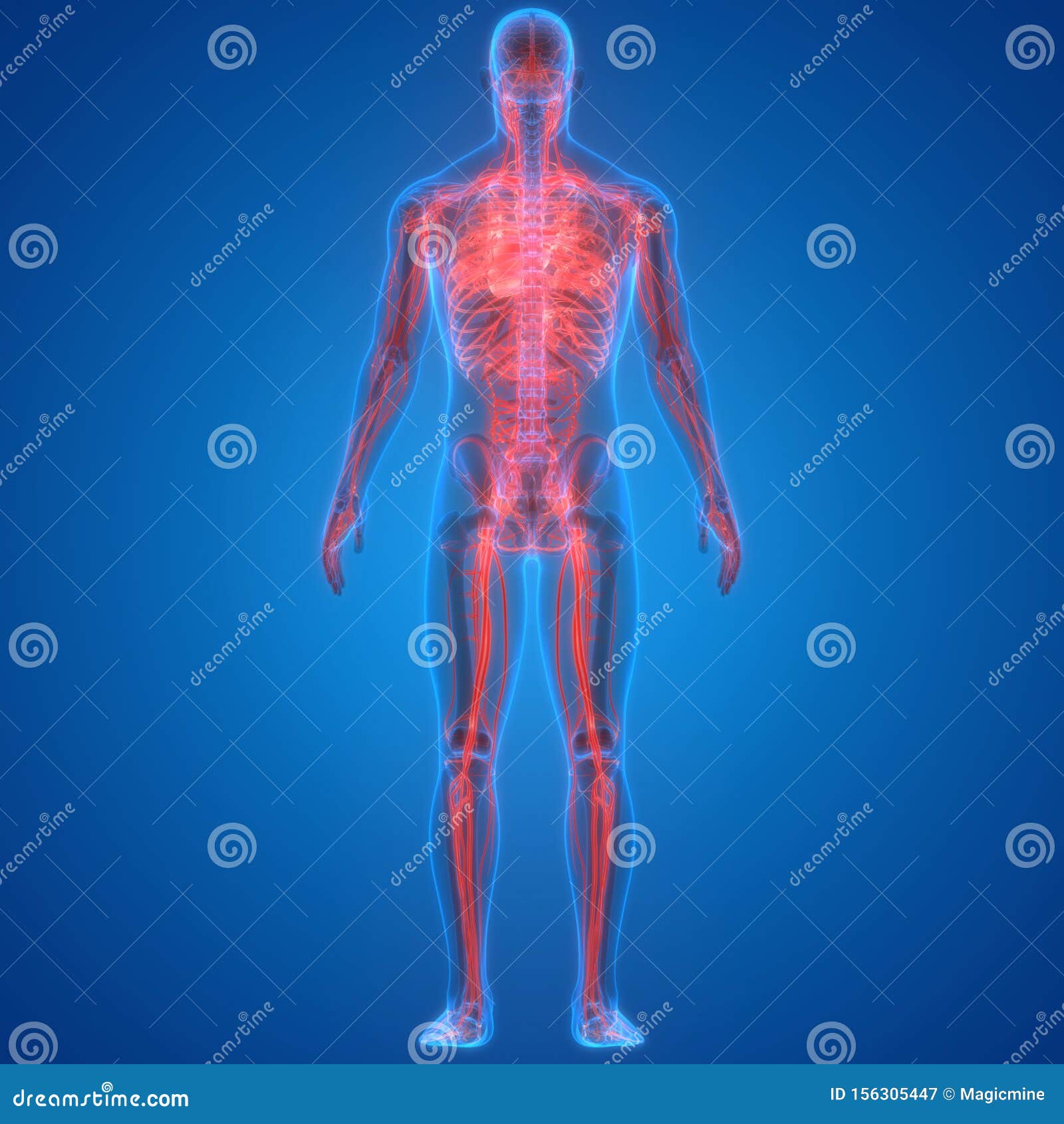 Human Body Central Nervous System Anatomy Stock Illustration ...