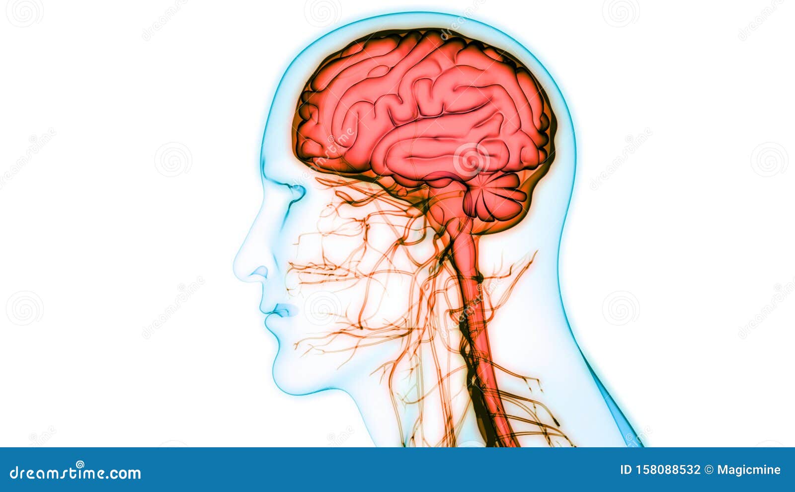 Human Body Central Nervous System with Brain Anatomy Stock Illustration ... Human Body Central Nervous System with Brain Anatomy Stock Illustration ...