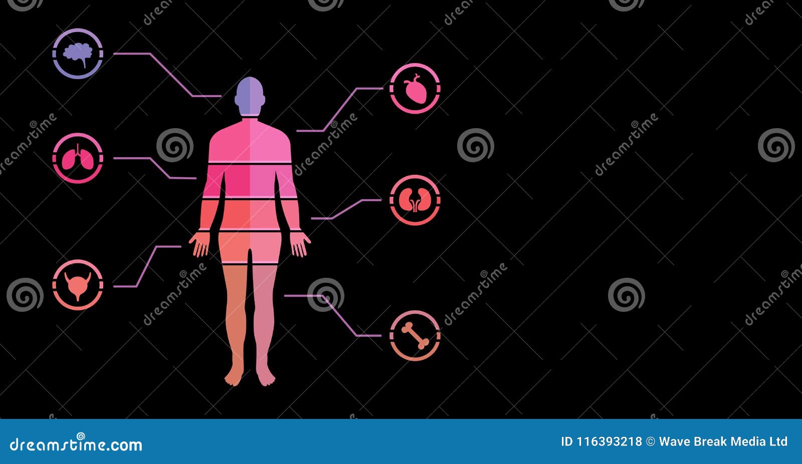 Human Body chart stock illustration. Illustration of biology - 116393218