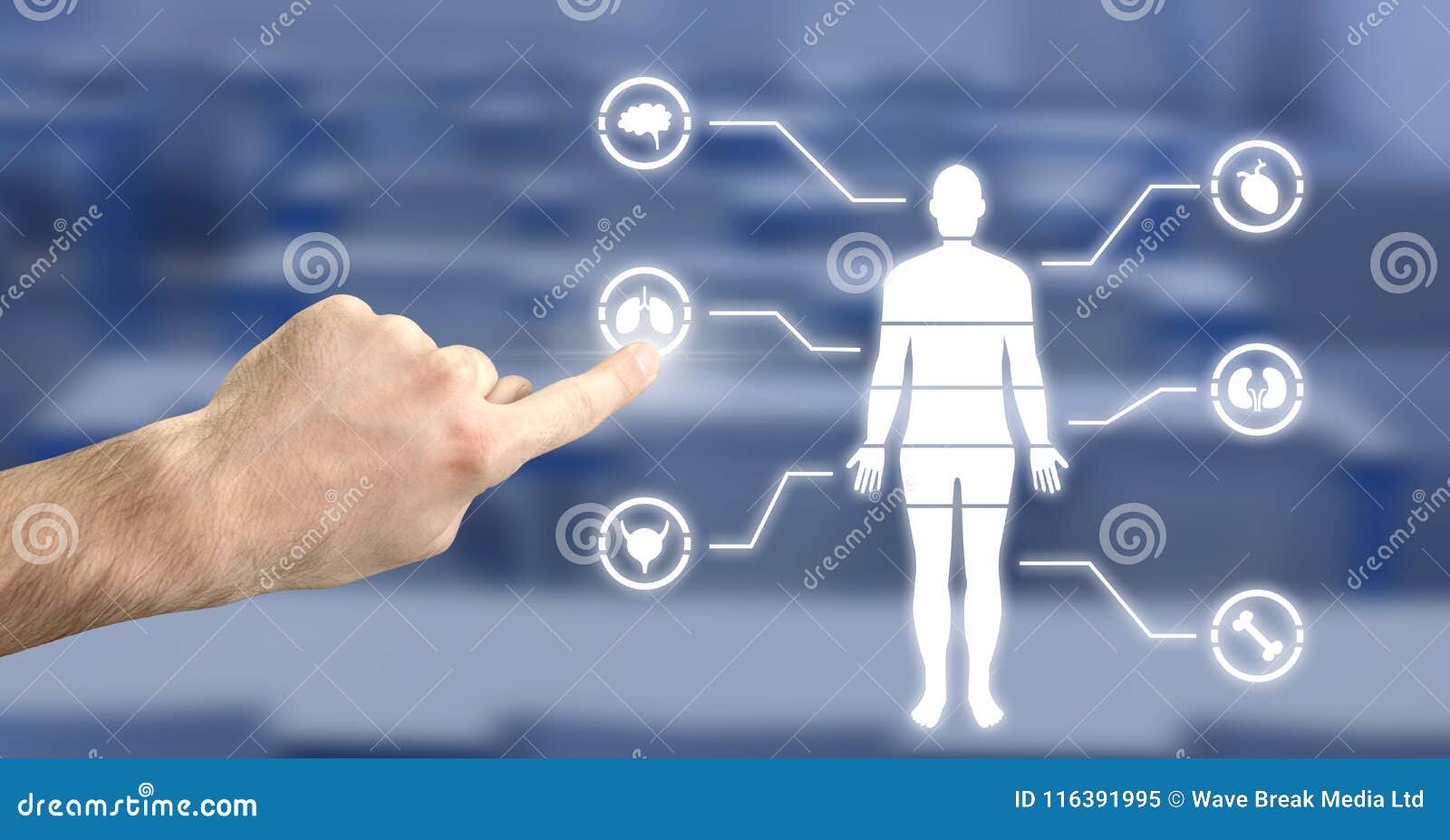 Human Body Chart And Hand Touching Stock Image Image Of Education
