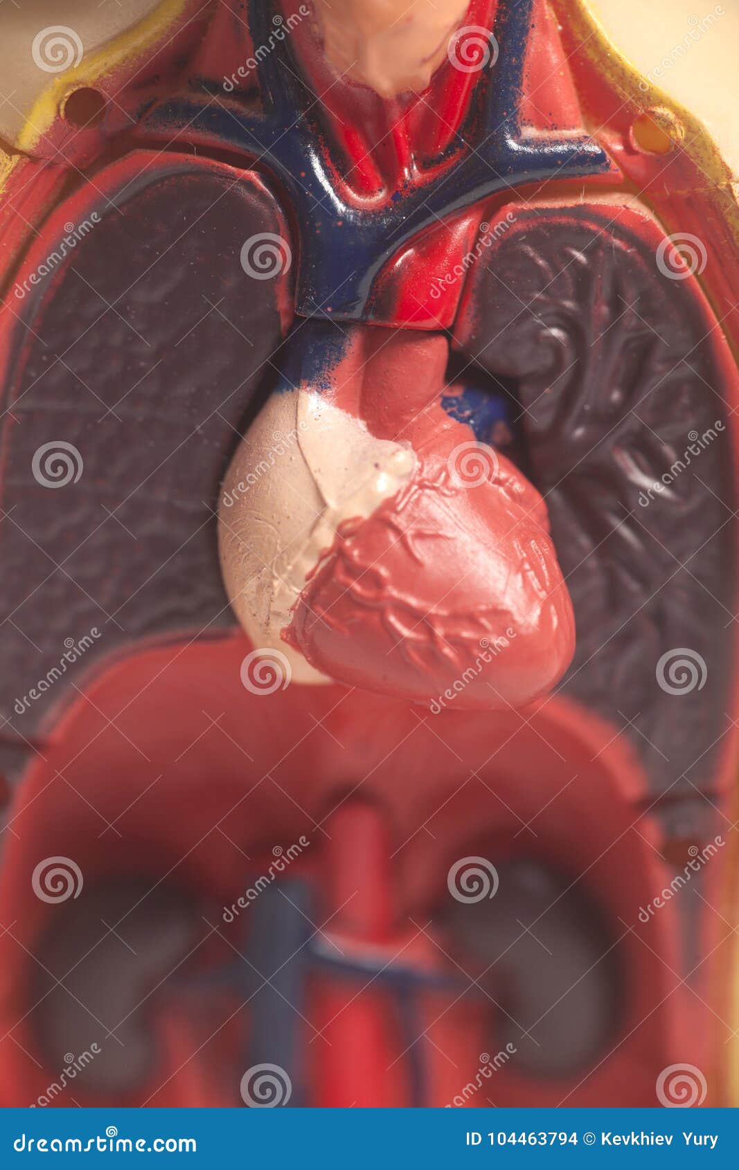 Circulatory System Of 3d Human Body Model On White Background With ...