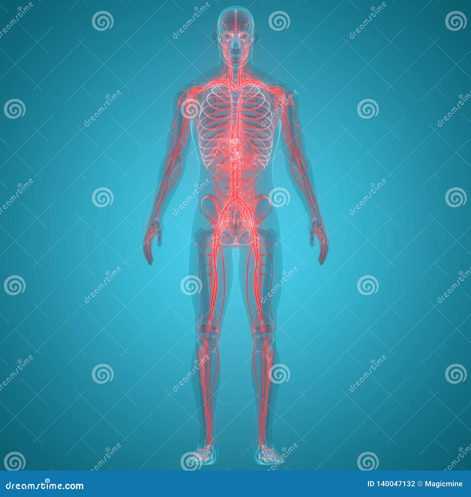 Human Body Complete Nervous System Anatomy Stock Illustration ...