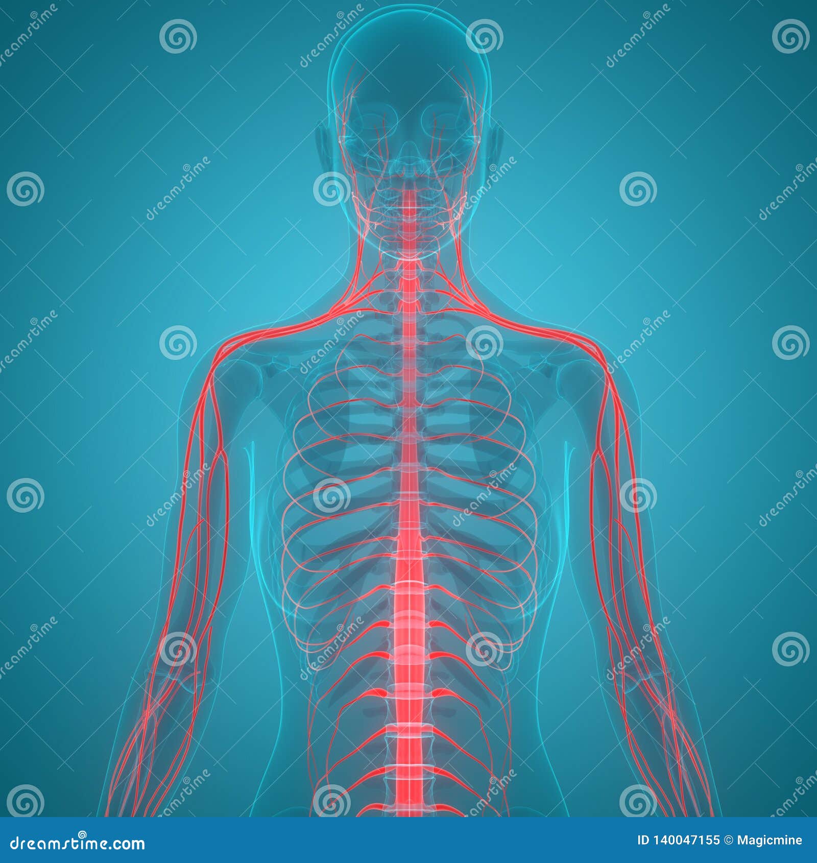 Human Body Complete Nervous System Anatomy Stock Illustration ...