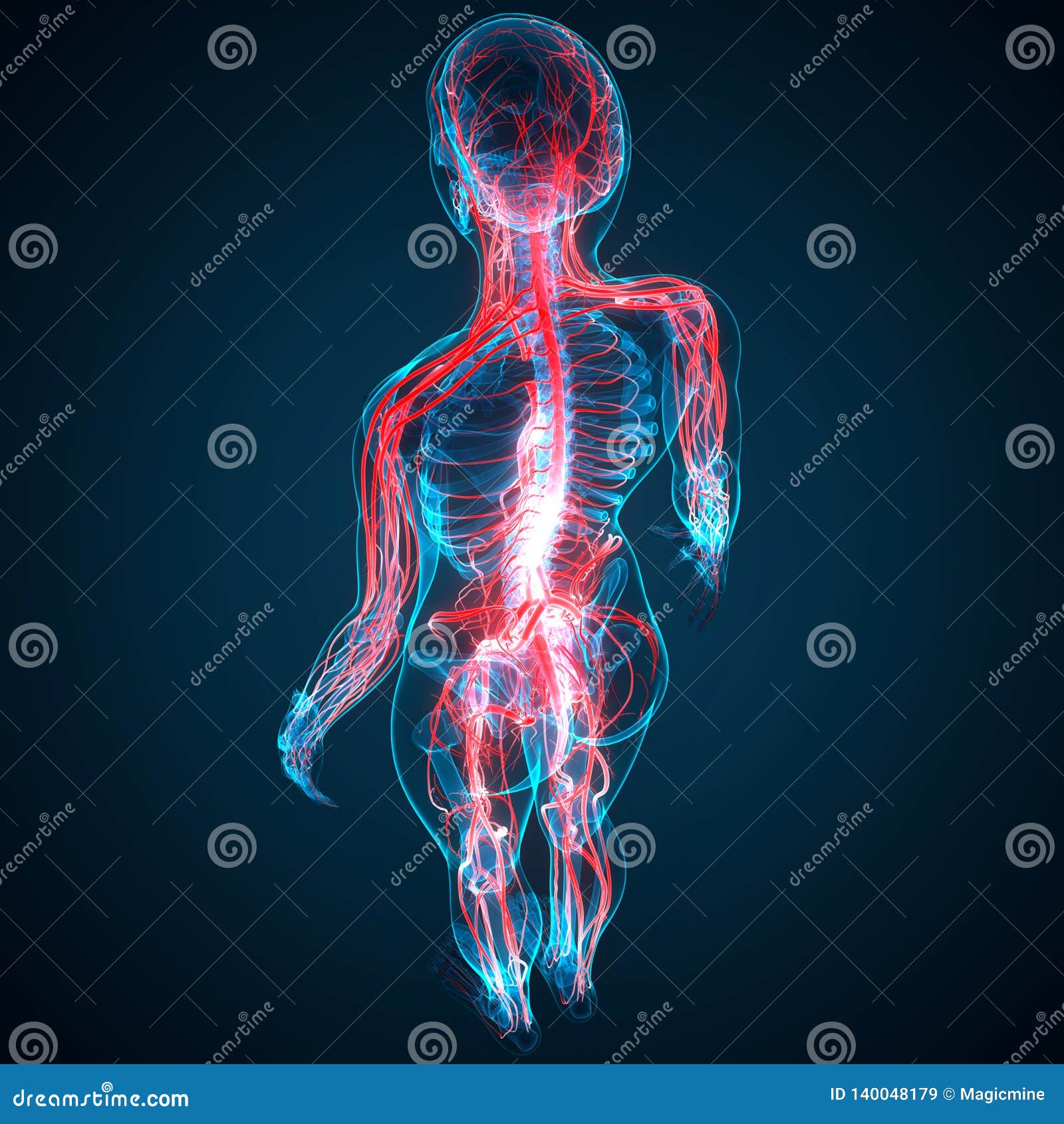 Human Body Complete Nervous System Anatomy Stock Illustration ...
