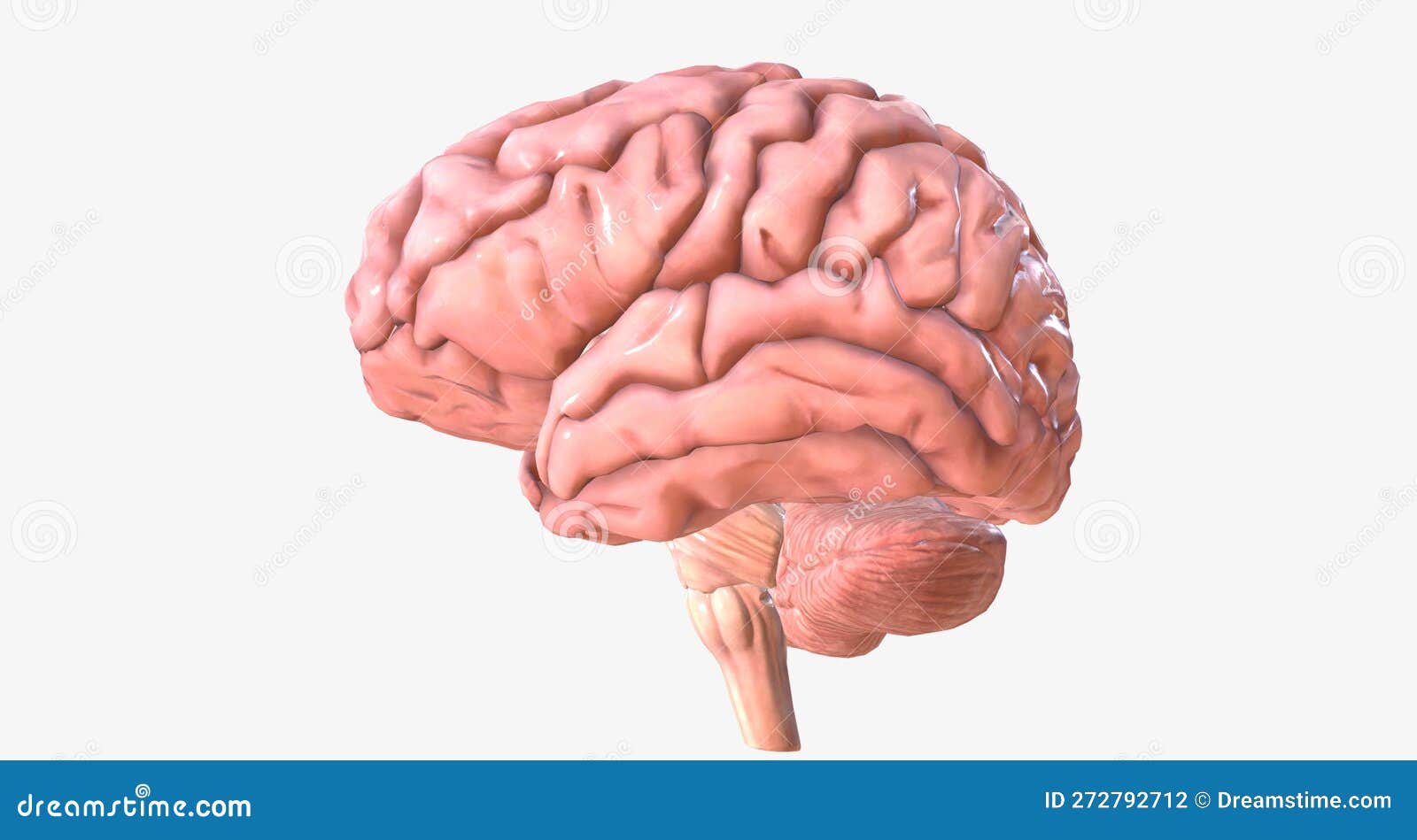 The Human Body is a Complex Structure Made of Thousands of Distinct ...