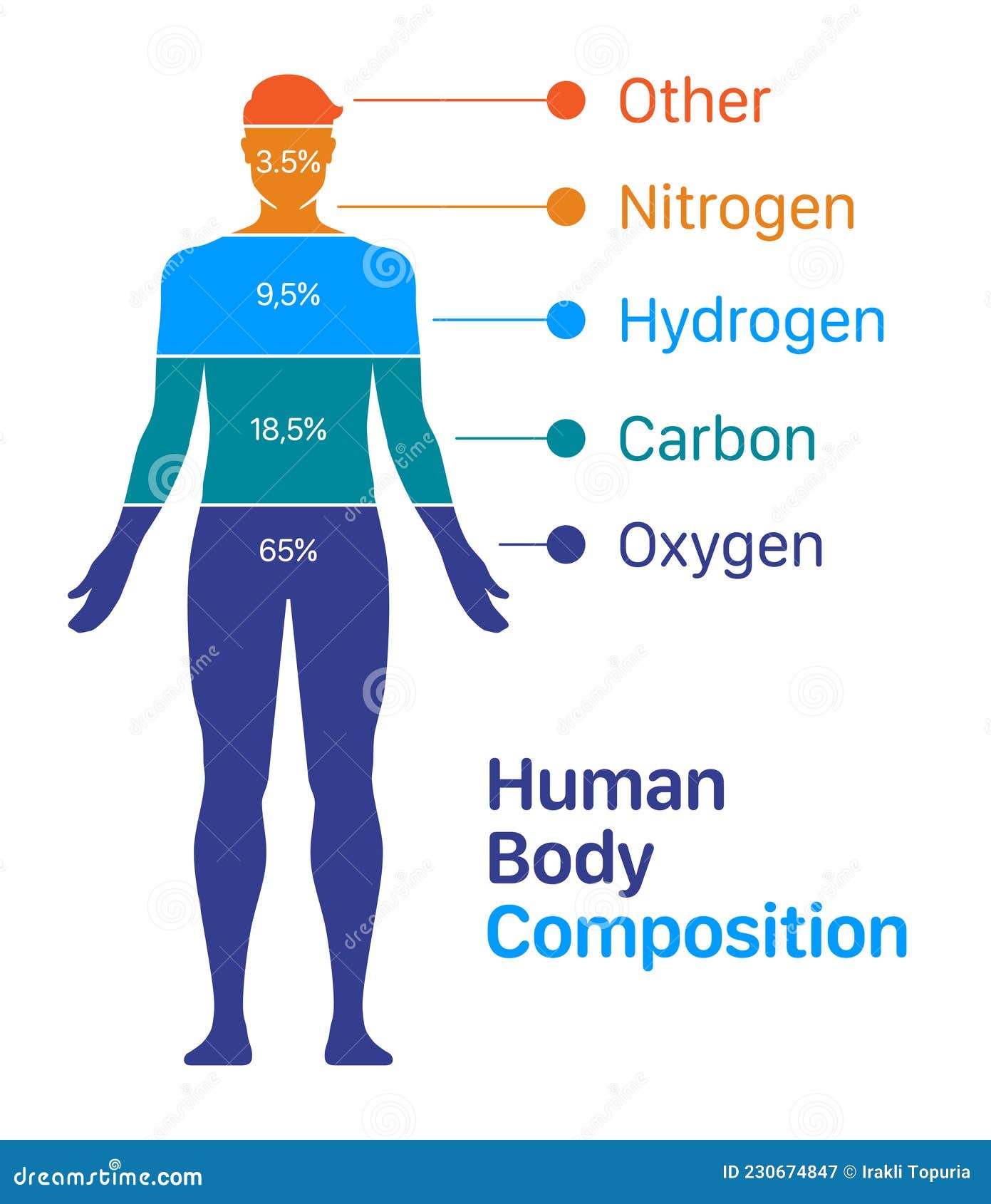 A Human Body Composition Chart Vector Illustration Stock Vector ...