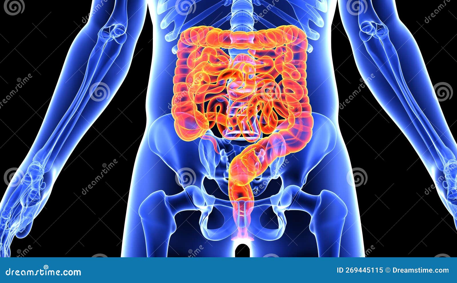 Human Guts Stock Image | CartoonDealer.com #34678741